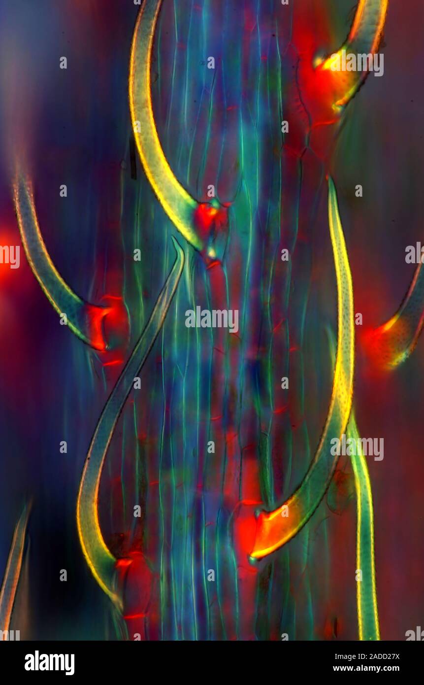 Forget-me-not (Myosotis sp.) stem. Polarised light micrograph of a ...