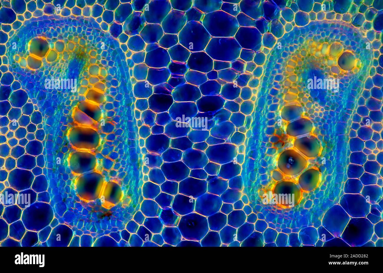 Fern stem. Darkfield illuminated polarised light micrograph of a ...