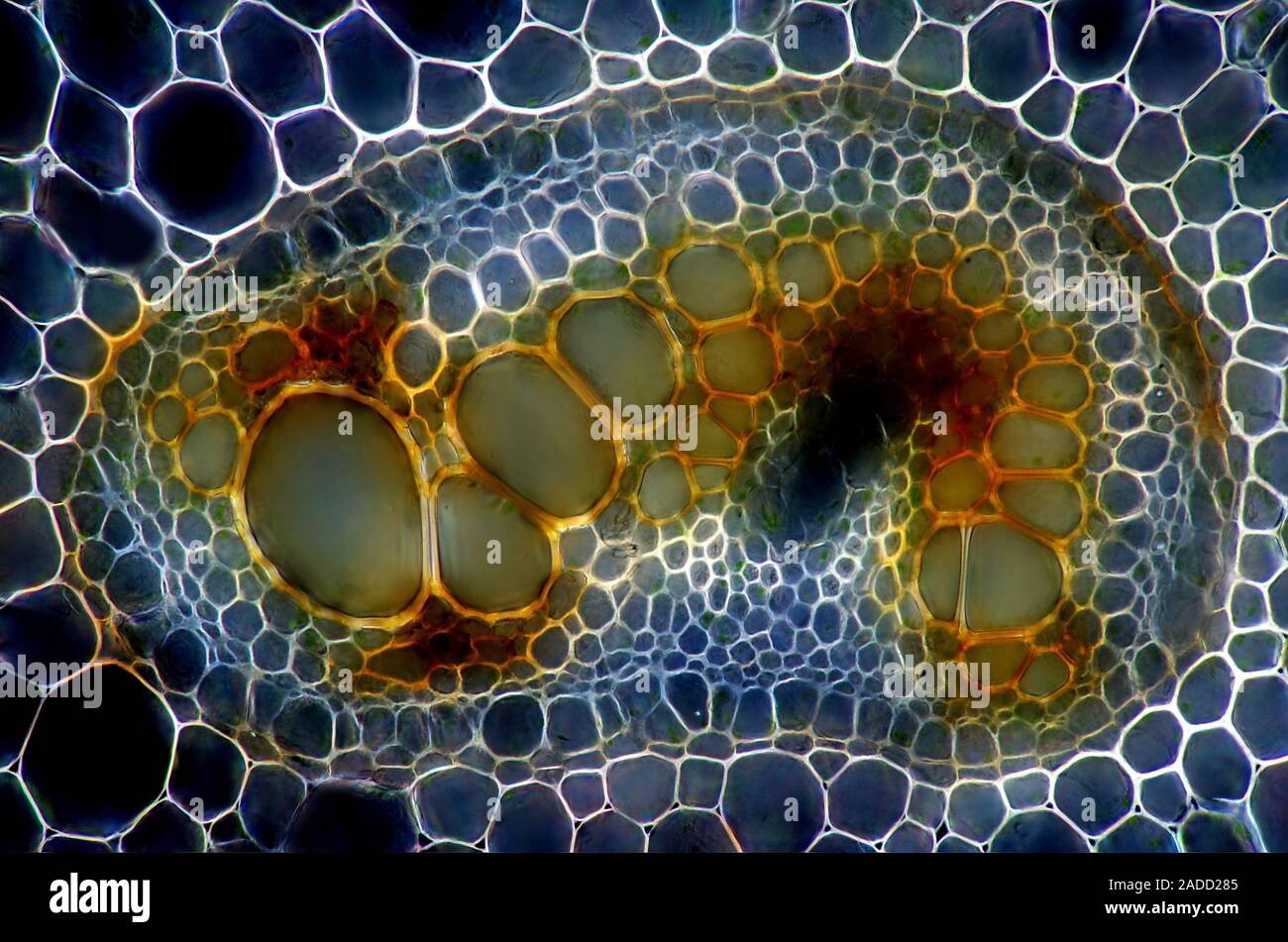 Fern stem. Darkfield illuminated polarised light micrograph of a ...
