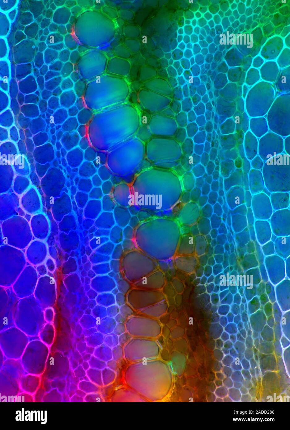 Fern stem. Rheinberg illuminated polarised light micrograph of a ...