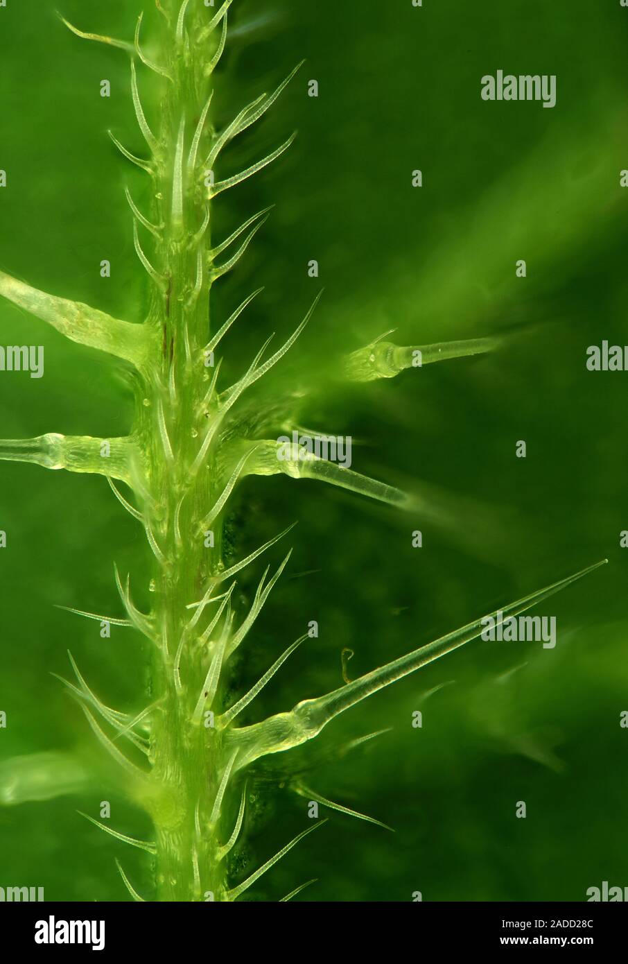 Stinging nettle stingers. Brightfield illuminated light micrograph of ...