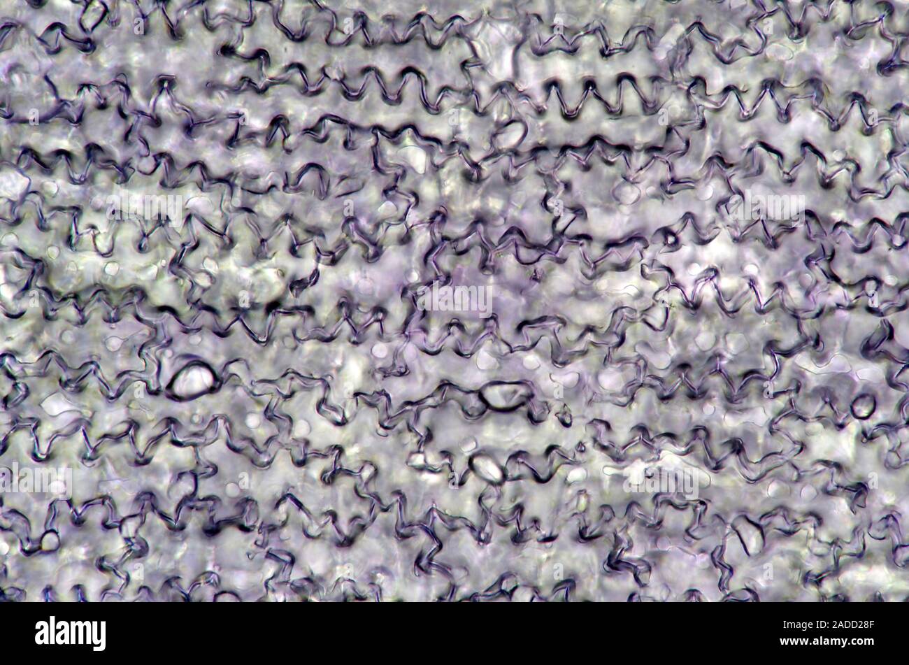 Liverleaf (Hepatica sp.) petal. Brightfield illuminated light ...