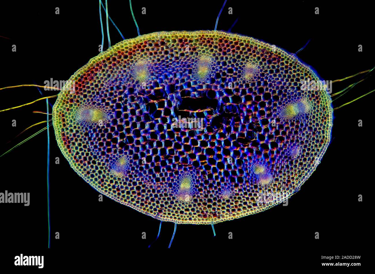 Liverleaf (Hepatica sp.) stem. Darkfield illuminated polarised light ...