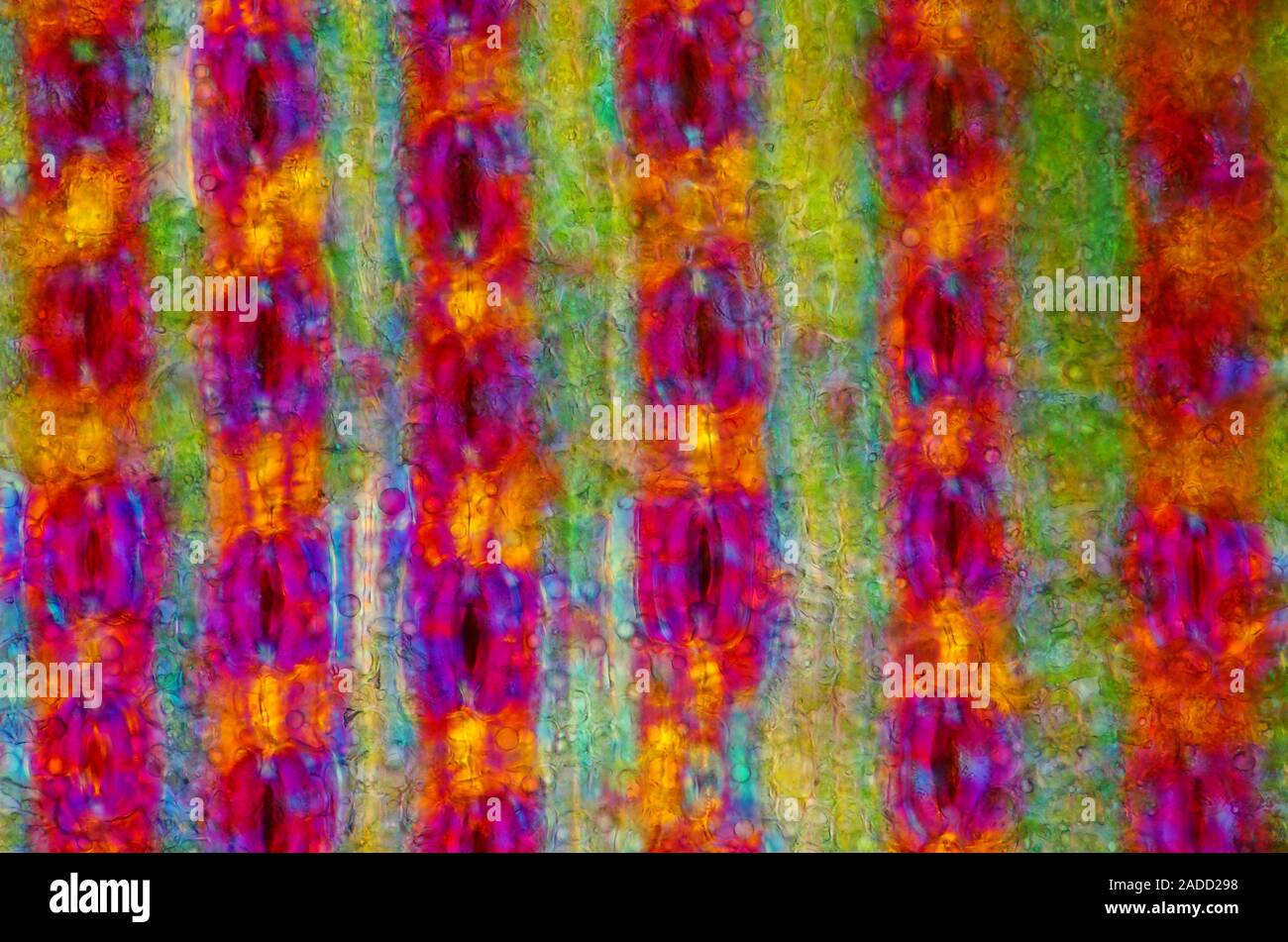 Pine (Pinus sp.) needle. Polarised light micrograph of a longitudinal ...