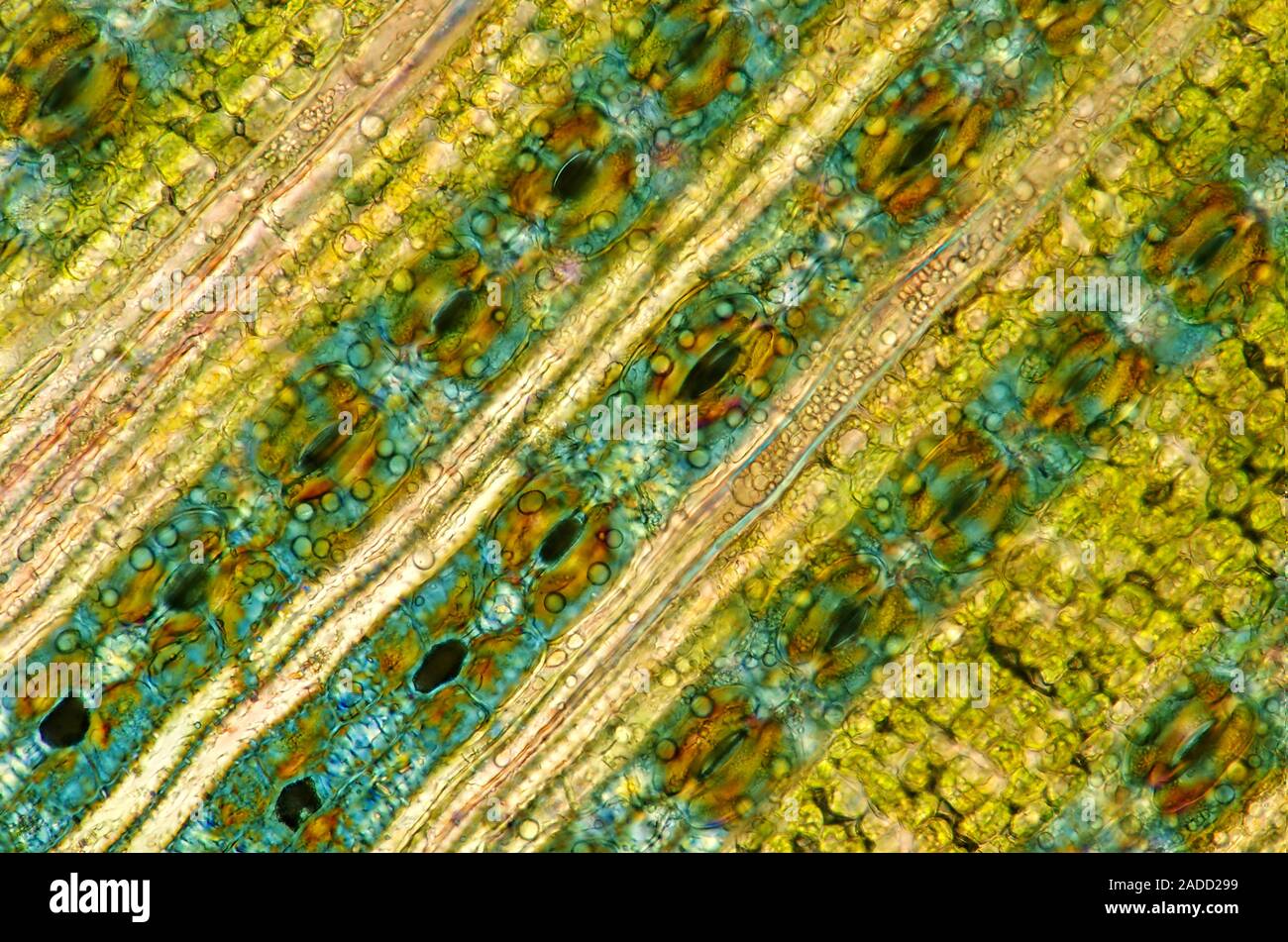 Pine (Pinus sp.) needle. Polarised light micrograph of a longitudinal ...