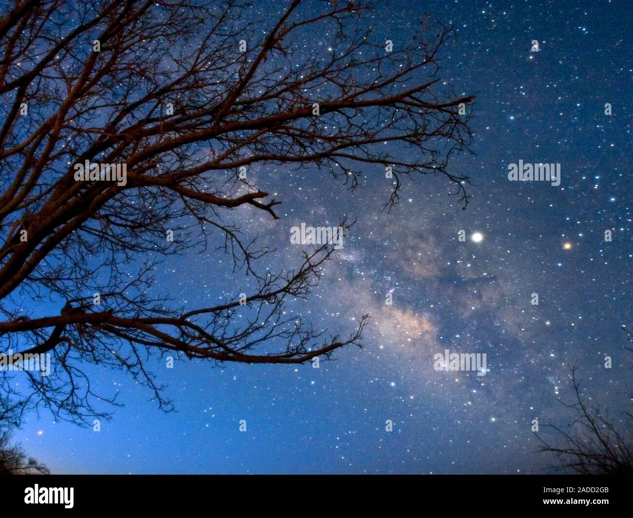 Milky Way. Tree branches silhouetted in front of the Milky Way and ...