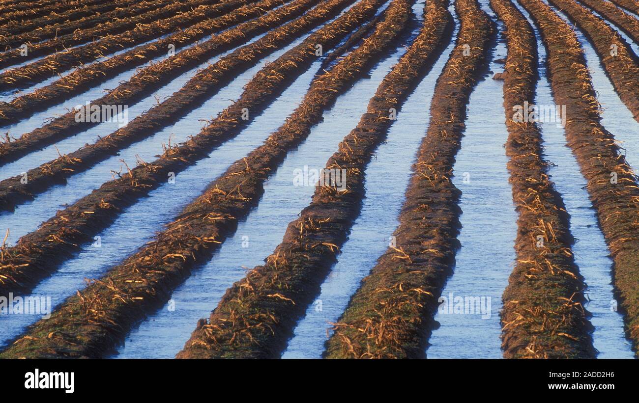 Flooded potato crop. Flooded farmland with a destroyed potato crop ...