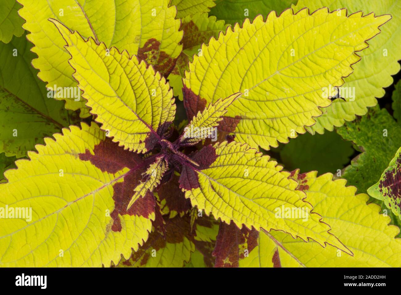 Coleus leaves. Macrophotograph of variegated Coleus leaves Stock Photo ...