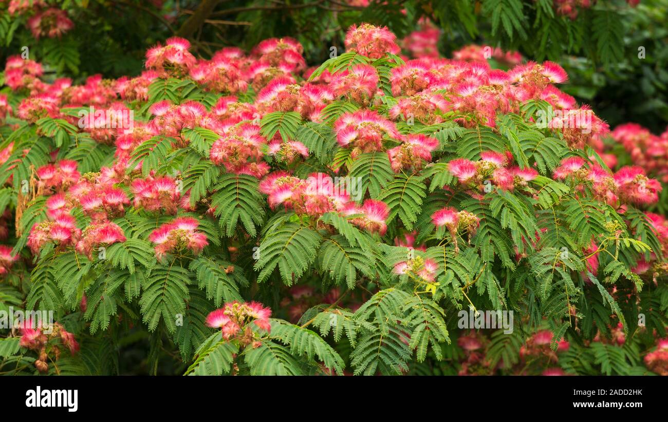 Persian silk tree (Albizia julibrissin) flowers in full bloom ...