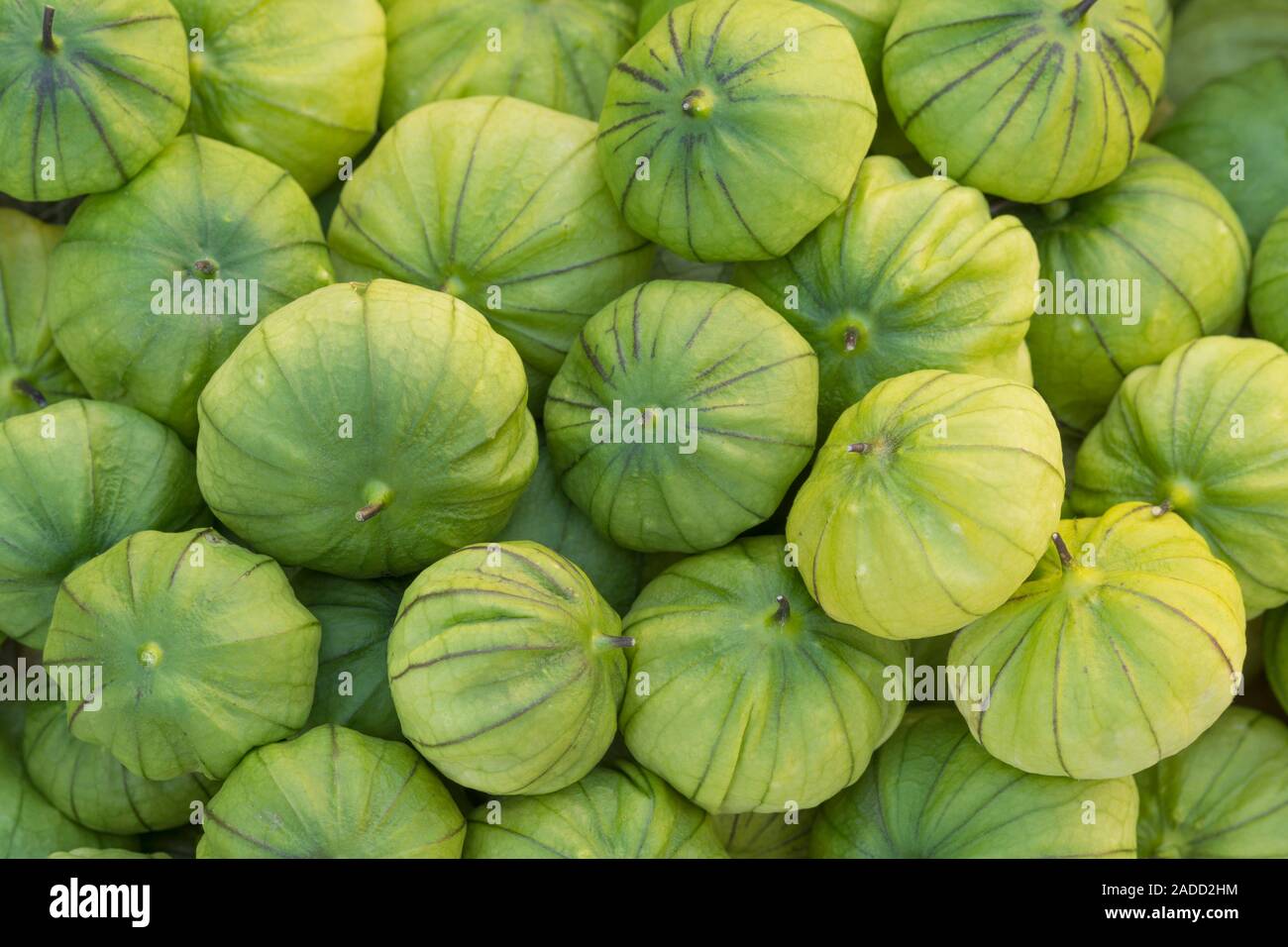 Tomatillos with husks. Ripe Mexican tomatillos (Physalis philadelphica ...