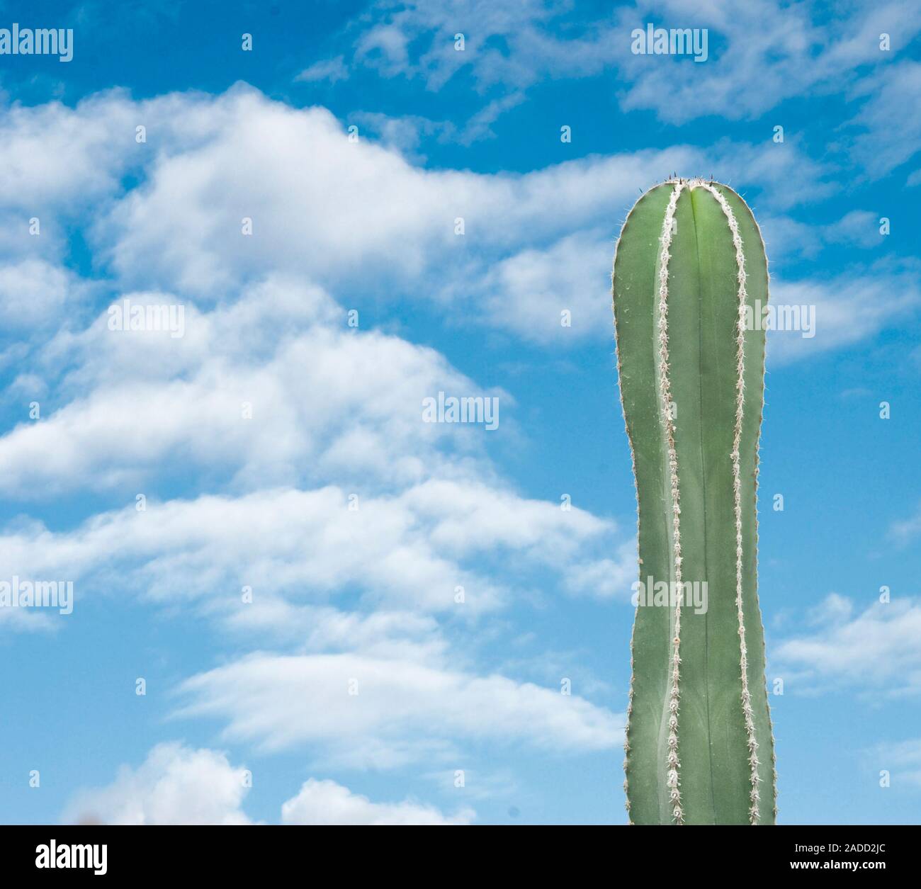 Cactus on sky background Stock Photo - Alamy