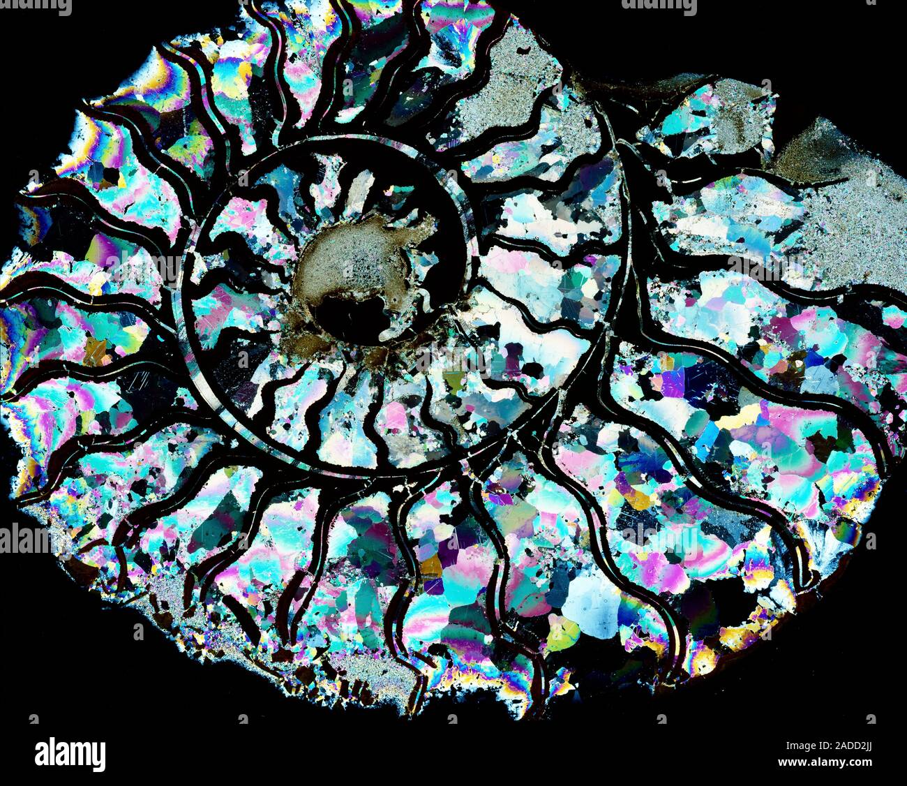 Ammonites are cephalopods with spirally wound, snail-like shells that ...