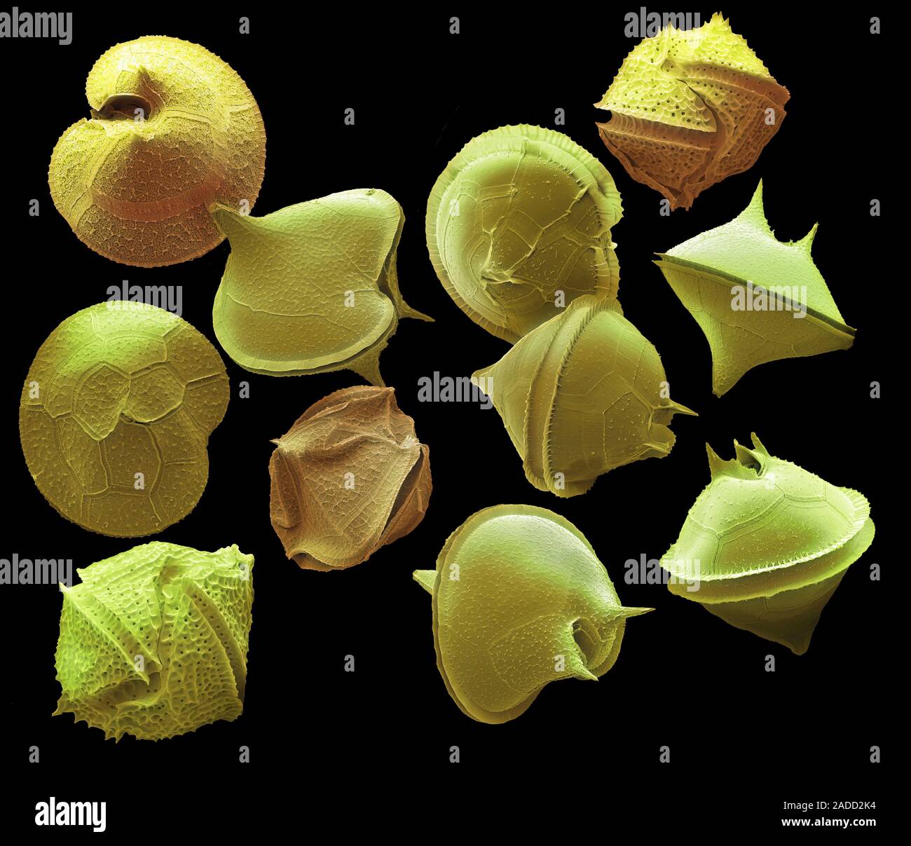 Dinoflagellates Under Electron Microscope