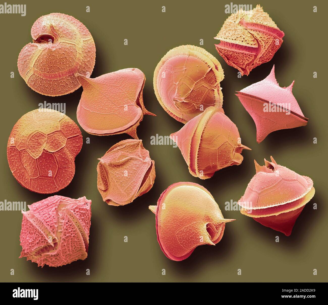 Dinoflagellates Under Electron Microscope