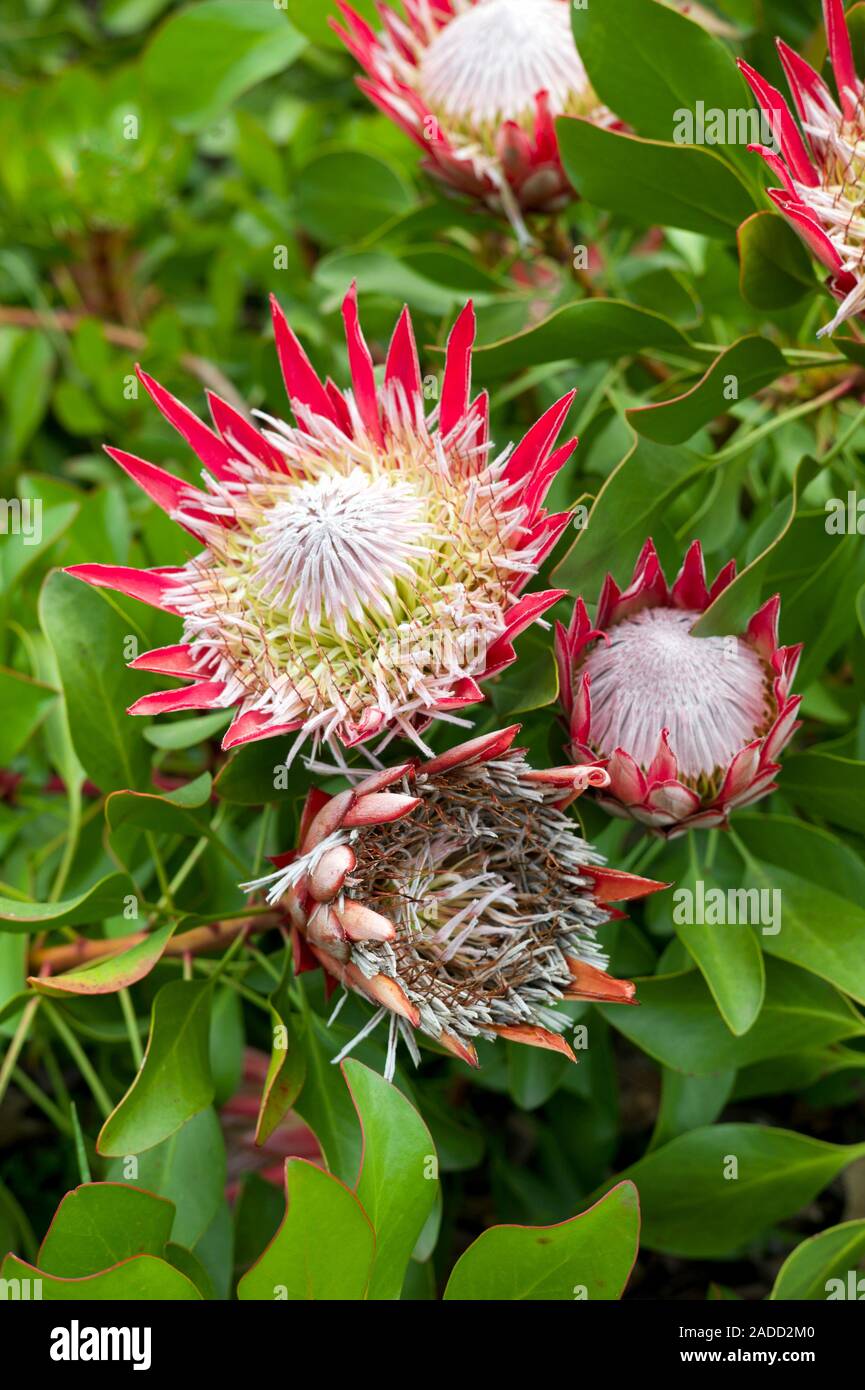 Flowers of the King Protea (Protea cynaroides), a native of South ...