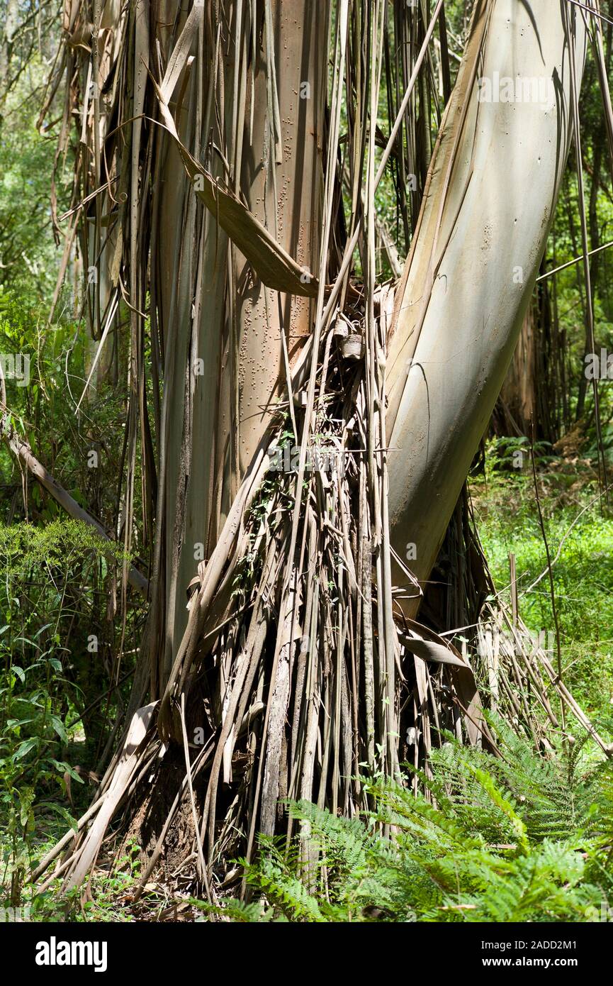 The base of a Mountain Ash tree (Eucalyptus regnans) in the Dandenong ...