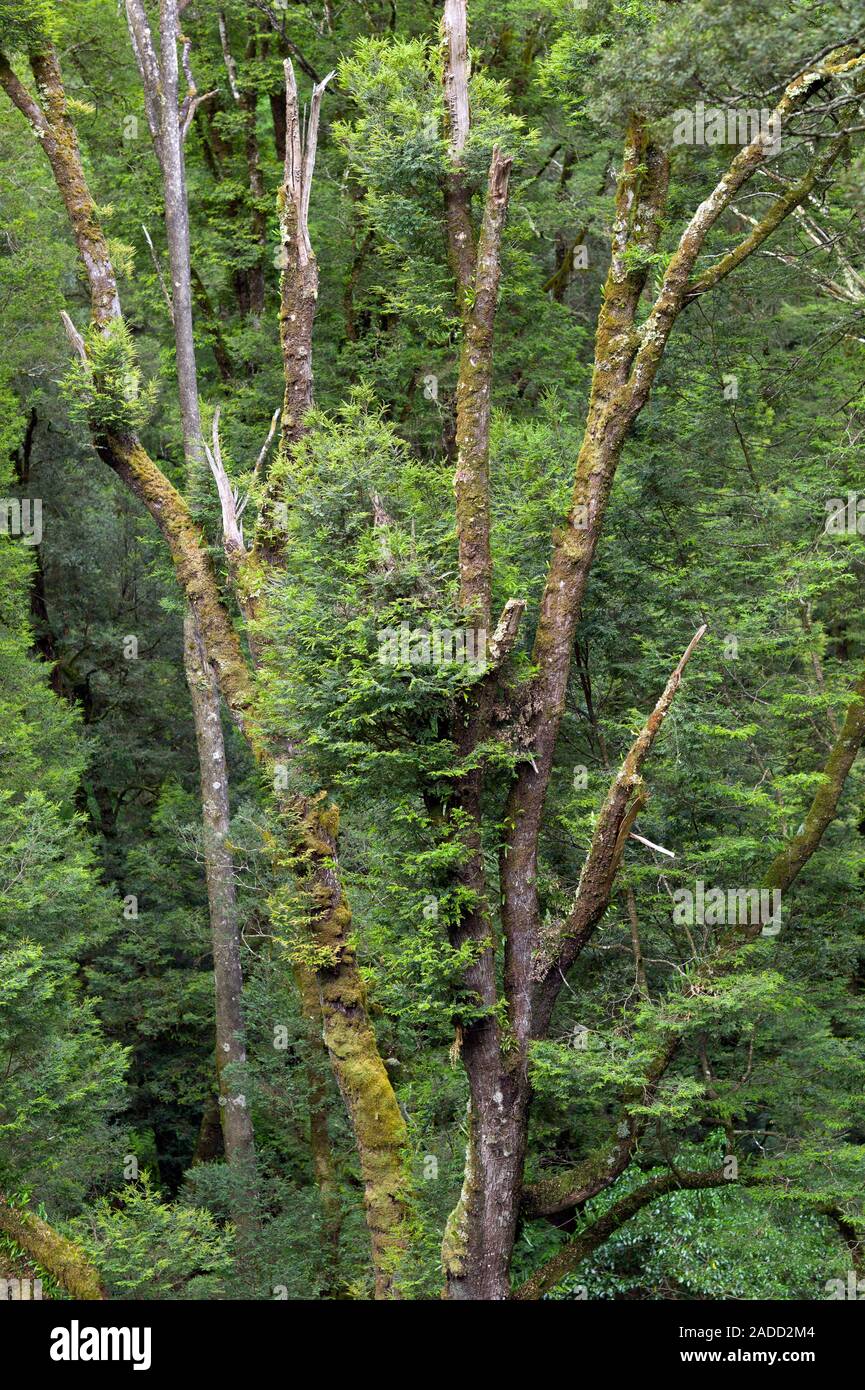 Myrtle beech (Nothofagus cunninghamii) tree growing in the Otway Ranges ...