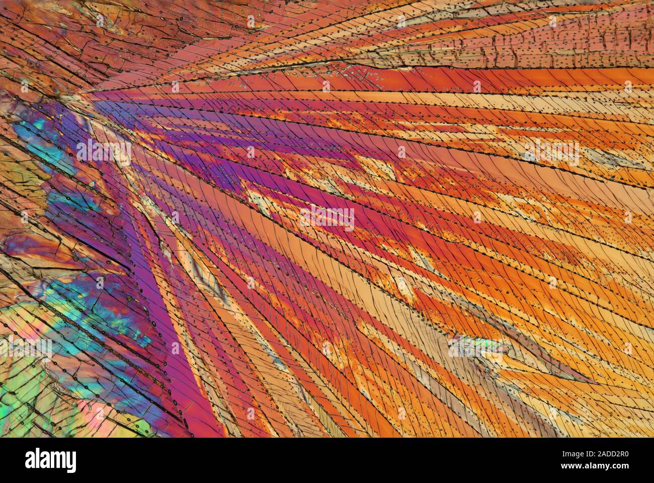 Acetanilide crystals, polarised light micrograph. Acetanilide is an ...