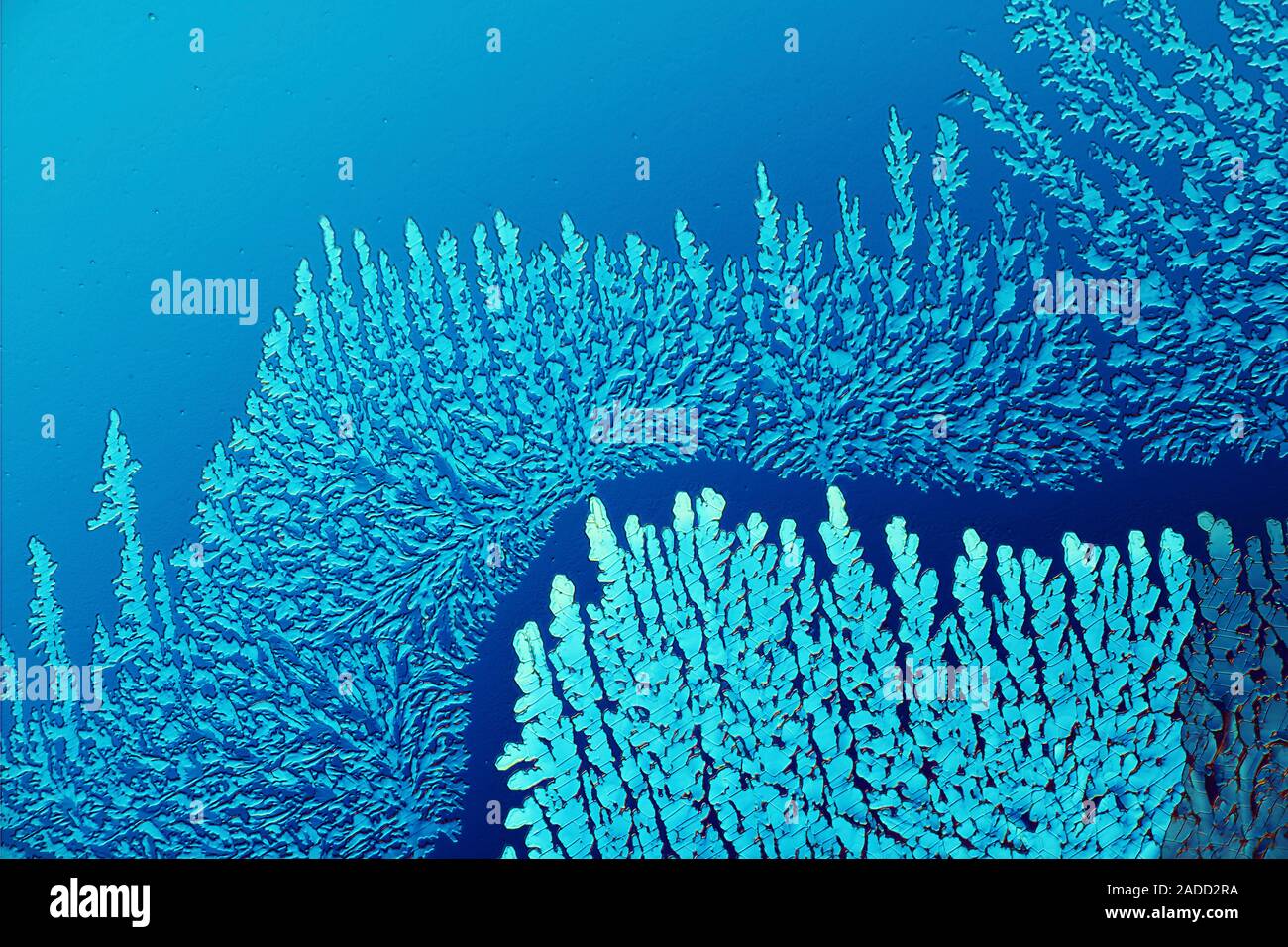Polarised light micrograph of dopamine (3,4-dihydroxyphenethylamine ...