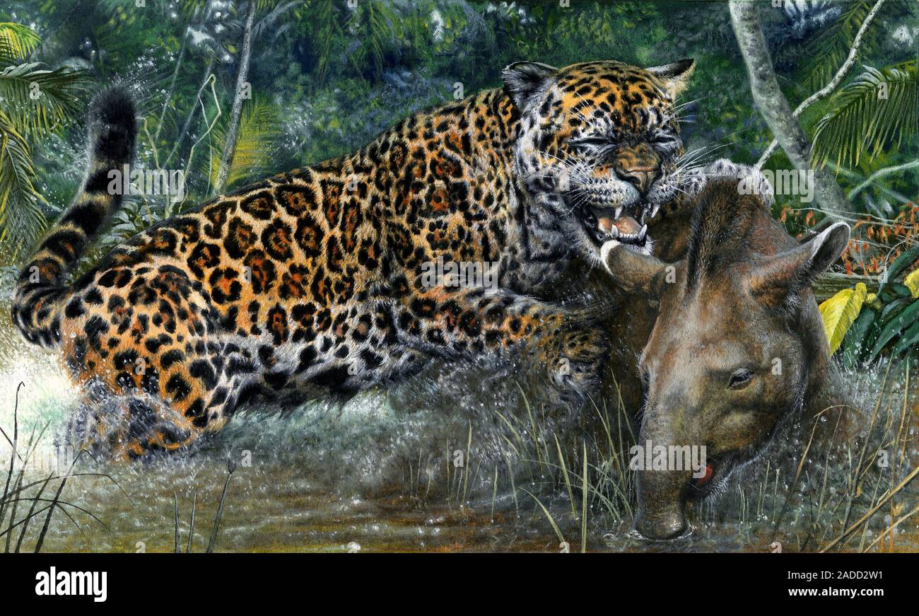 Jaguar hunting a tapir, illustration. The jaguar (Panthera onca) is the ...