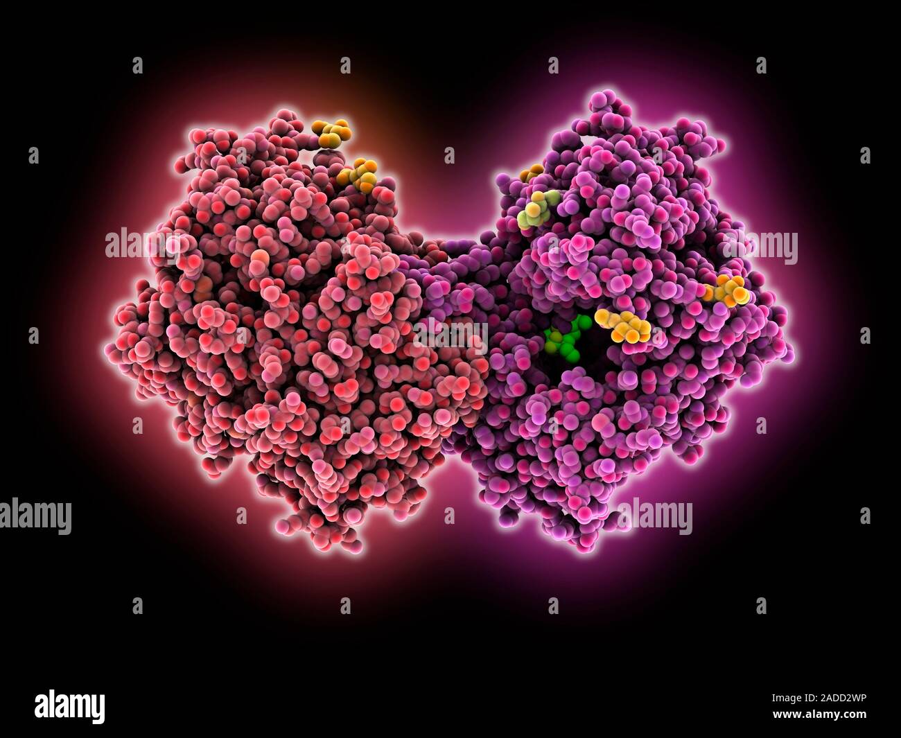 Dipeptidyl peptidase 4. Computer model showing the structure of ...