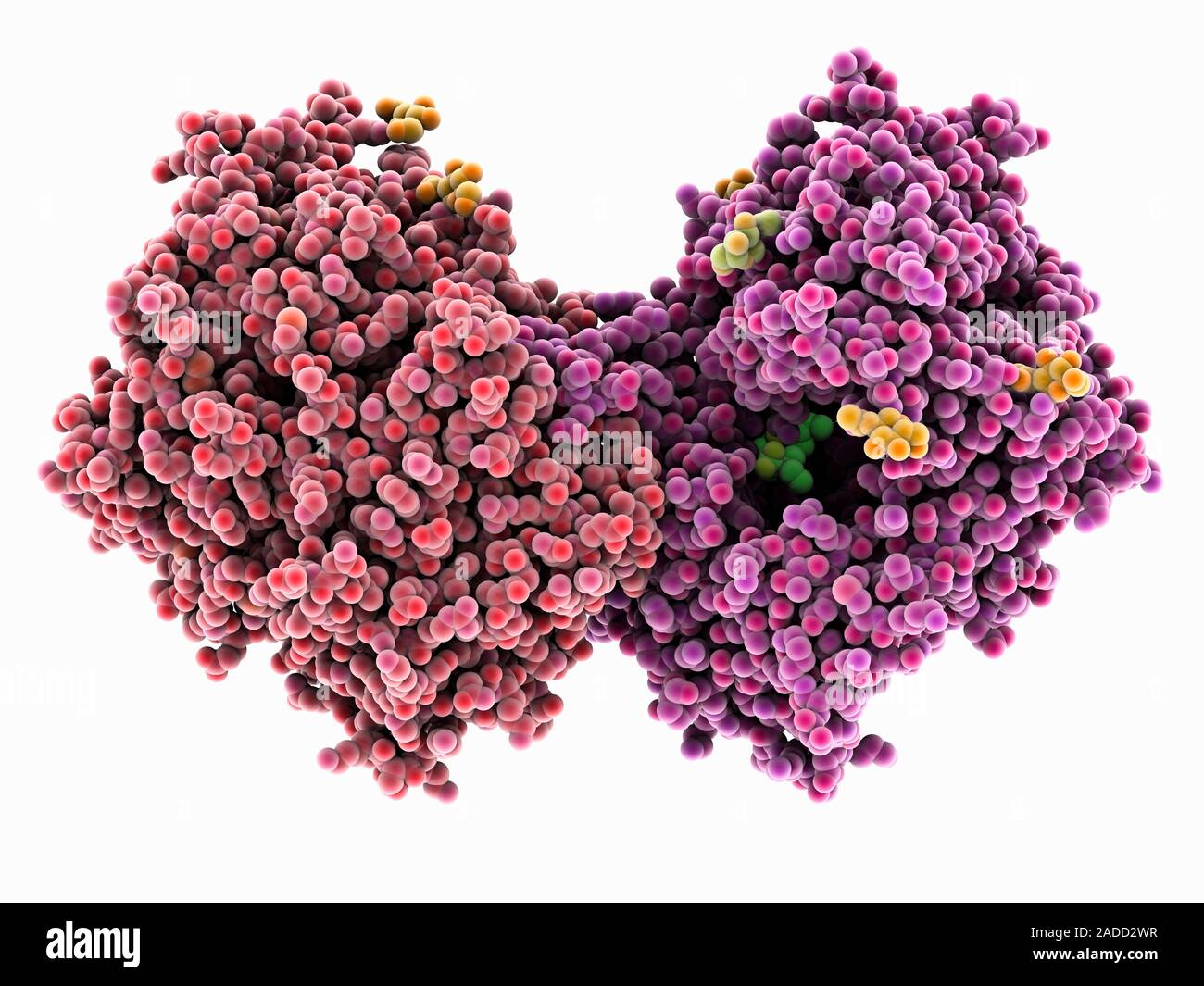 Dipeptidyl peptidase 4. Computer model showing the structure of ...