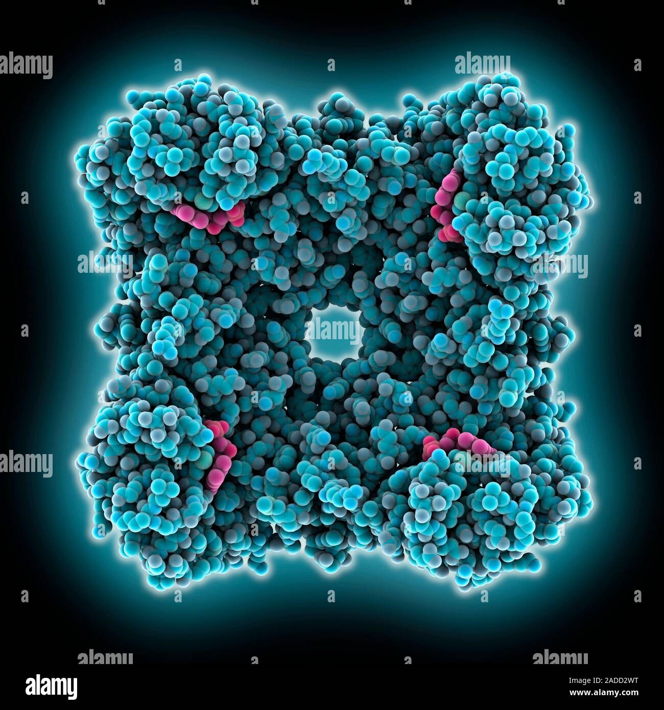Isopentenyl diphosphate:dimethylallyl diphosphate(IPP:DMAPP) isomerase ...