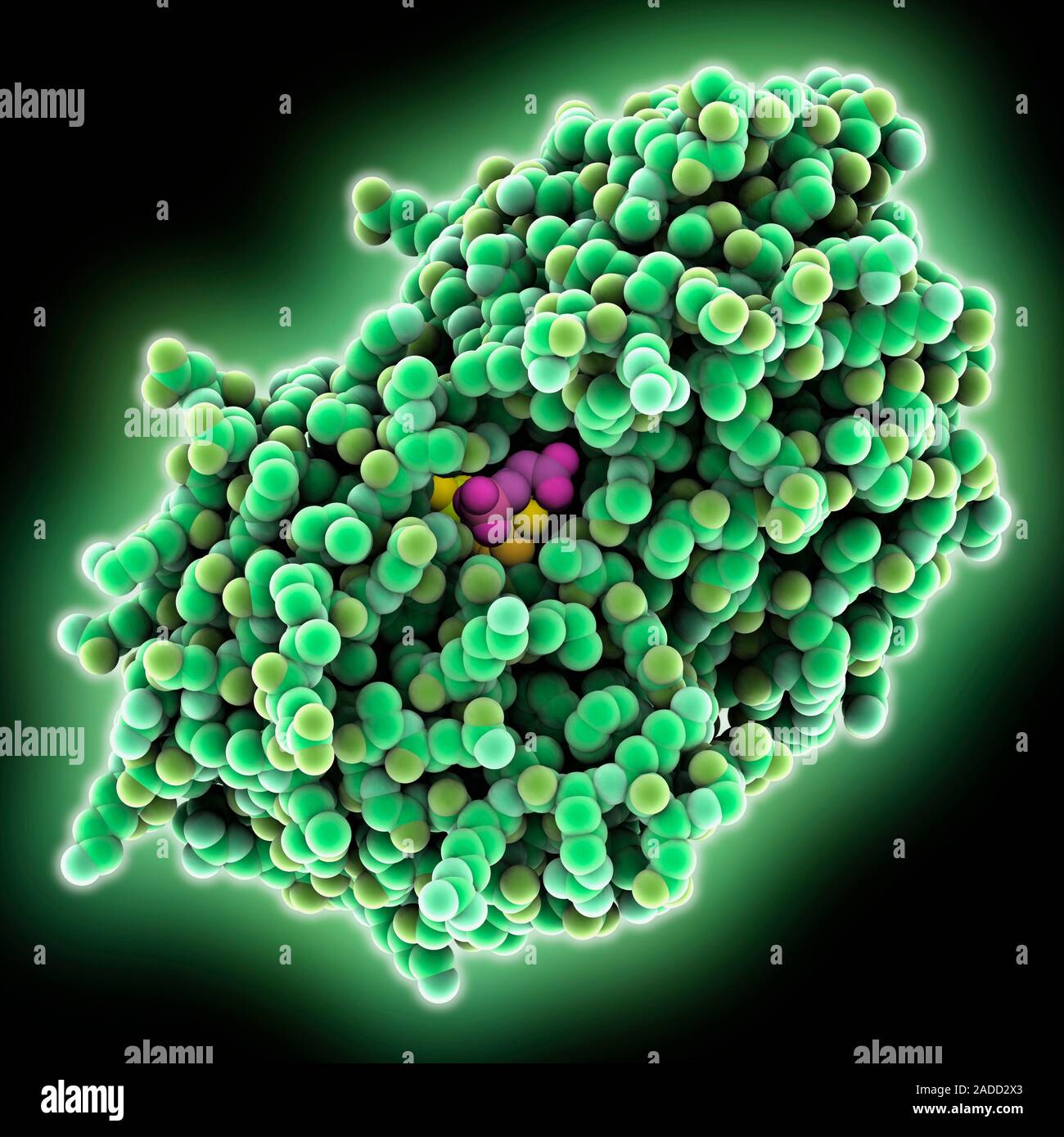 EPSP (enzyme 5-enolpyruvylshikimate 3-phosphate) synthase with ...