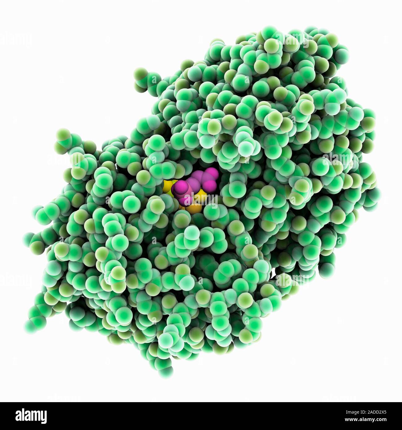 EPSP (enzyme 5-enolpyruvylshikimate 3-phosphate) synthase with glyphosate. Computer model ...