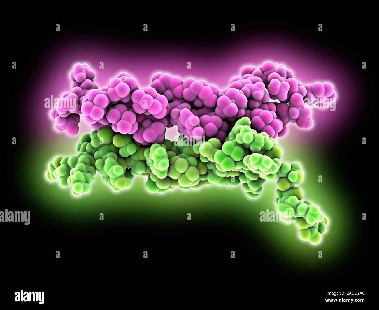 Zeta-zeta transmembrane dimer. Computer model showing the structure of ...