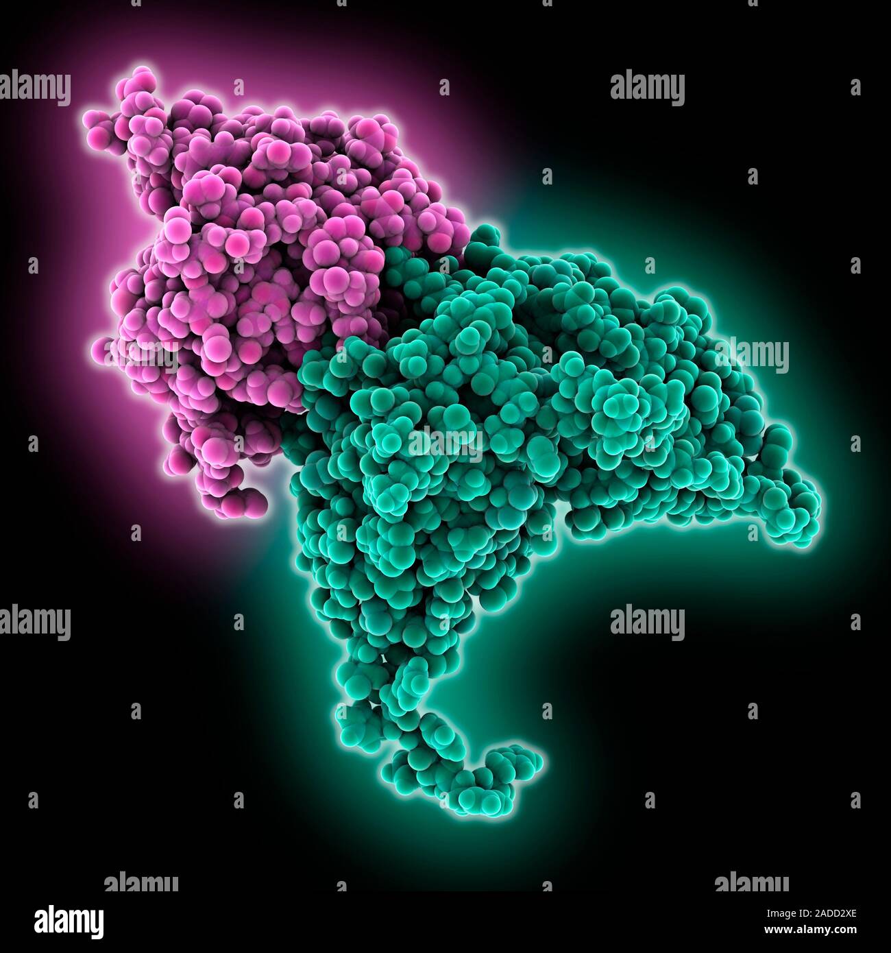 Monoclonal antibody-interleukin complex. Computer model showing the ...