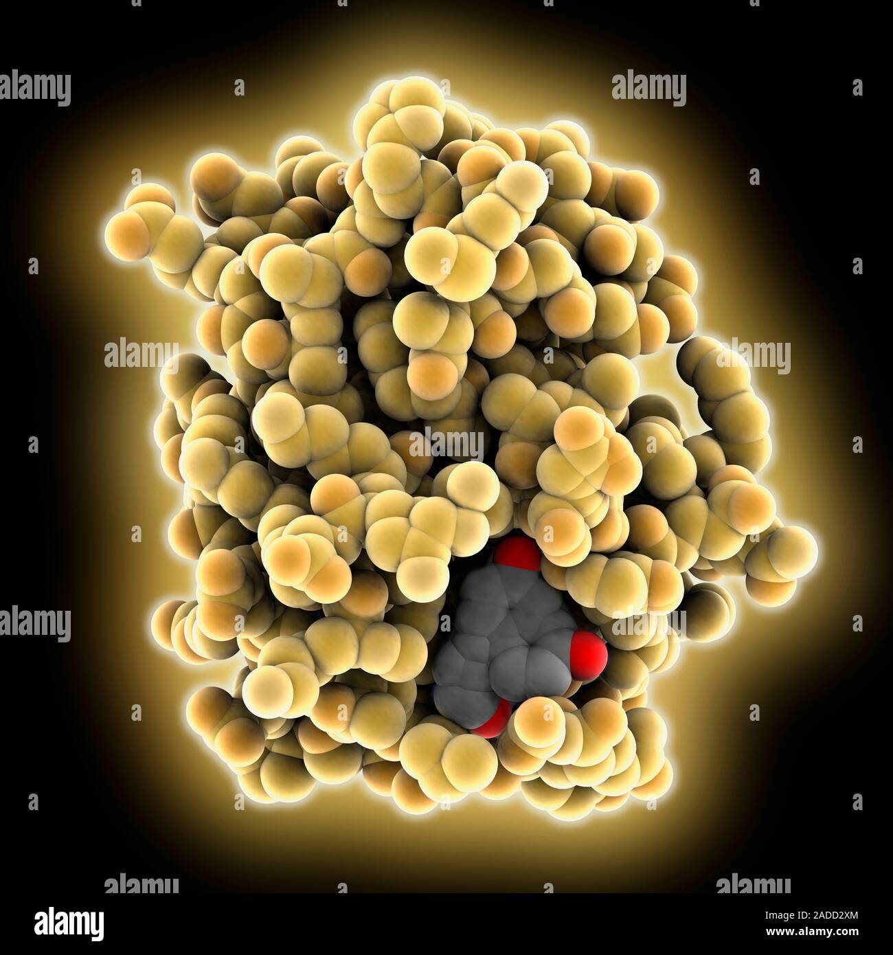 Photoactive yellow protein (PYP). Computer model showing the structure ...