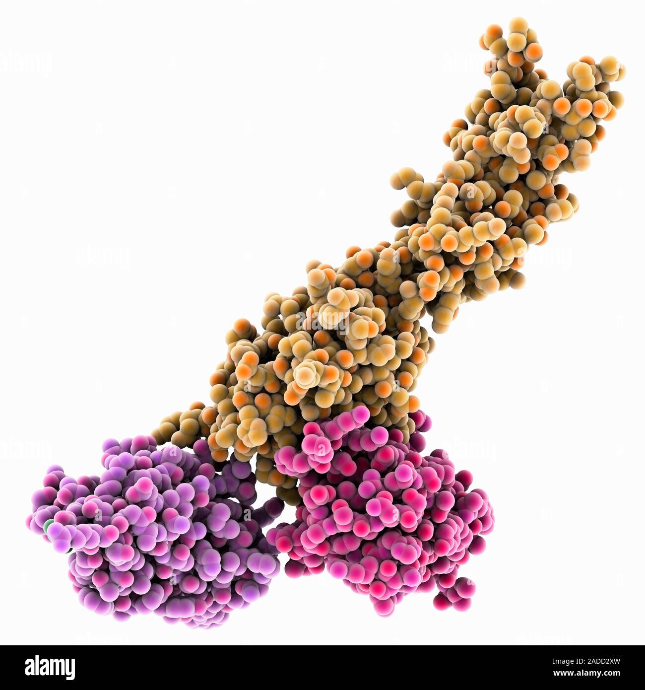 Programmed cell death protein complex. Computer model showing the ...