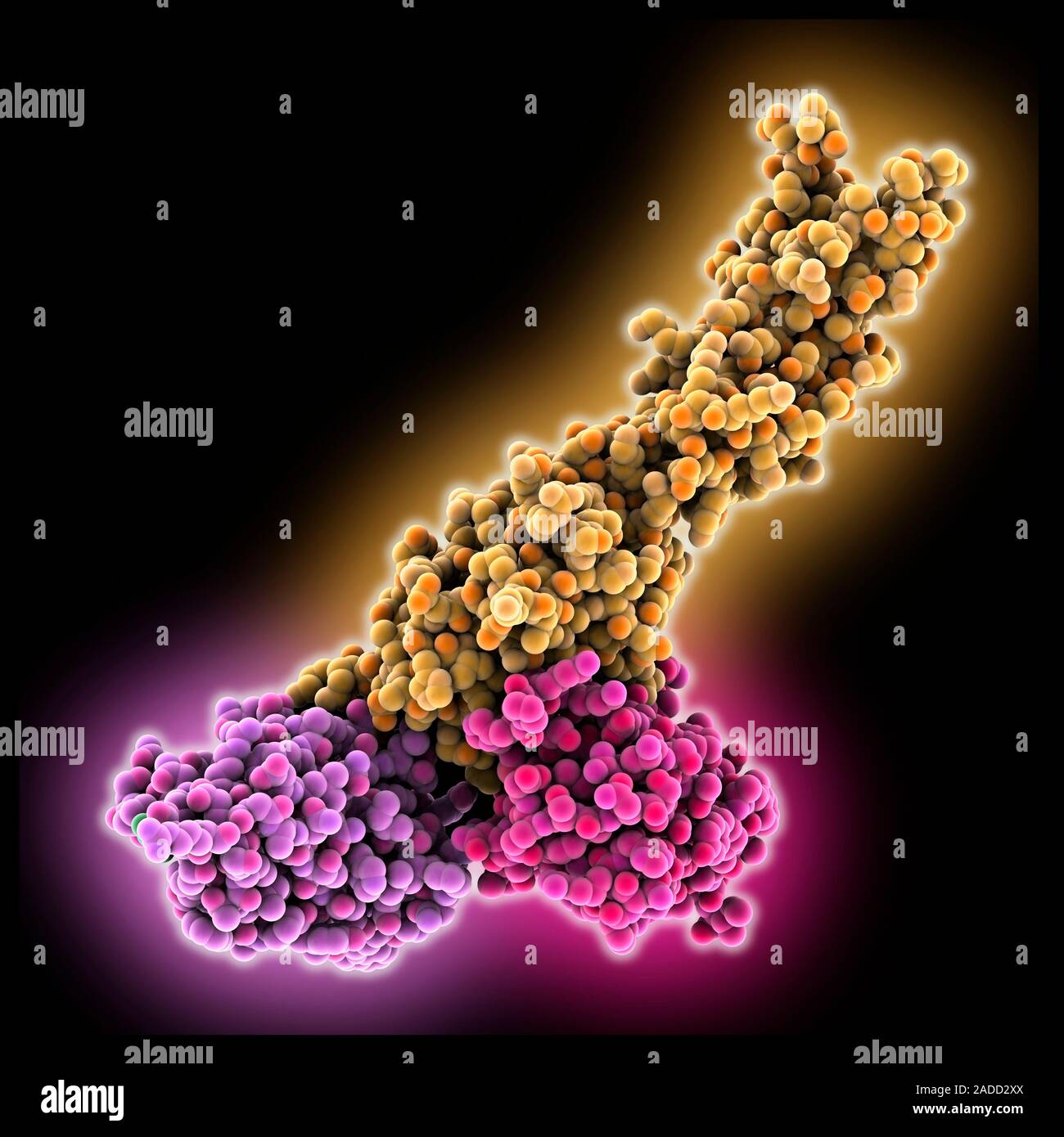 Programmed cell death protein complex. Computer model showing the ...