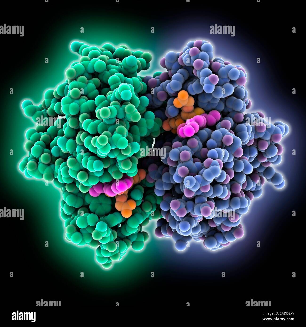 Glutathione transferase complex. Computer model showing the structure ...