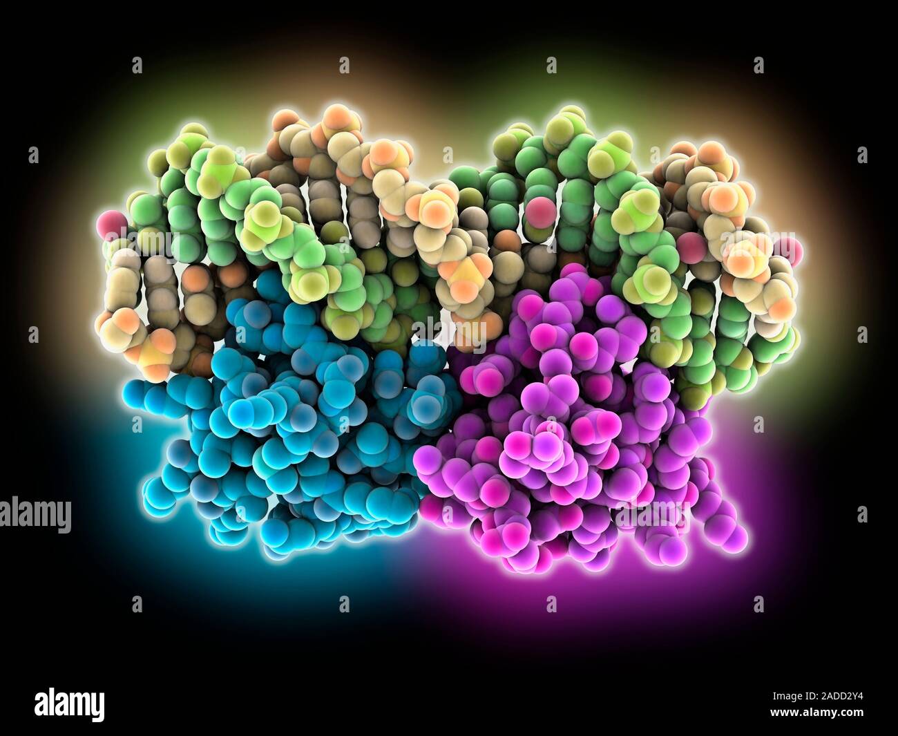 DNA (deoxyribonucleic acid) complexed with repressor protein C2 ...
