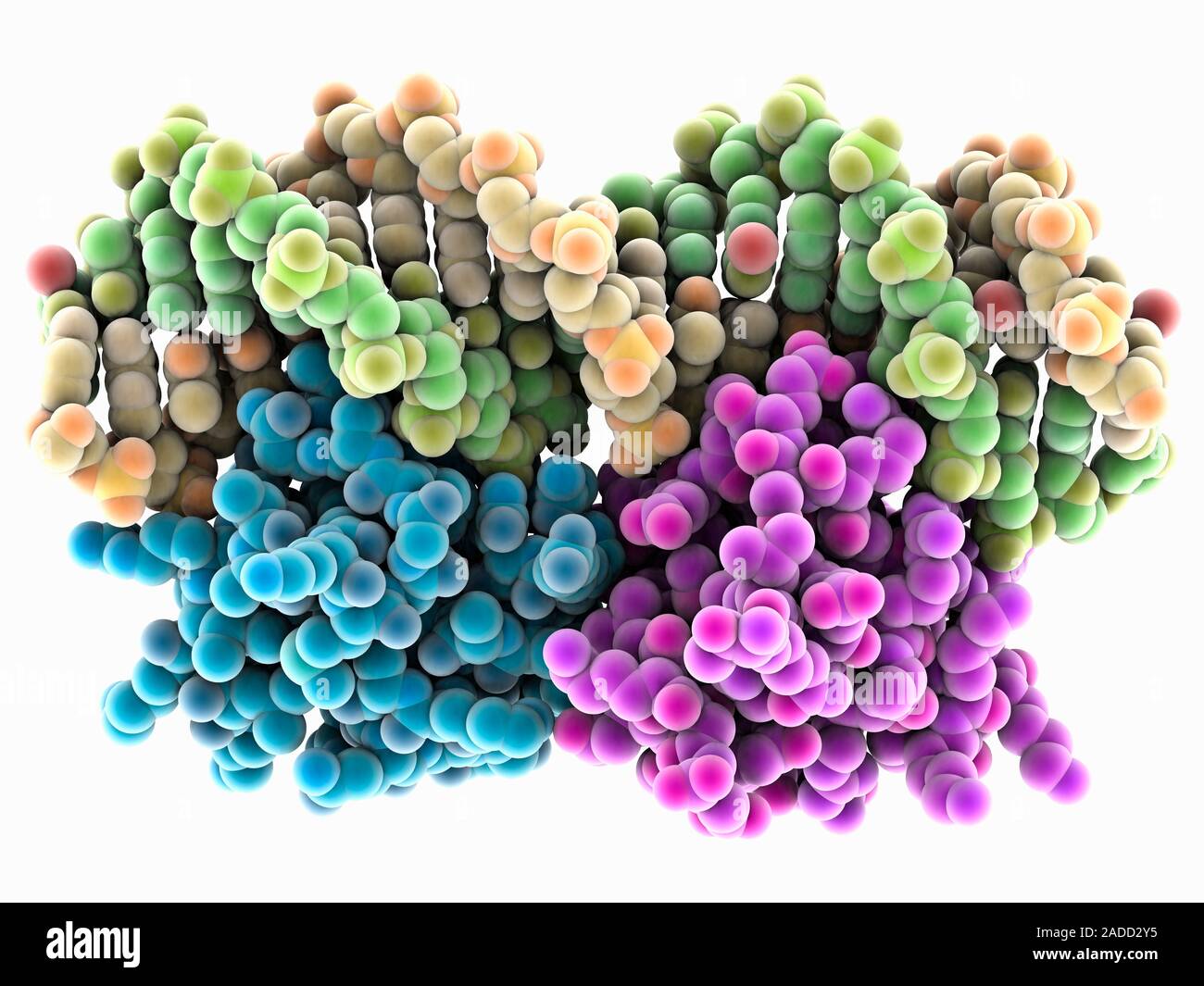 DNA (deoxyribonucleic acid) complexed with repressor protein C2 ...