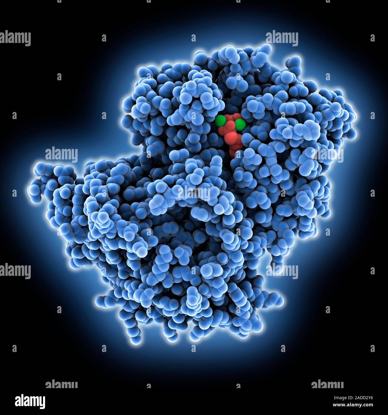 Isoprene synthase. Computer model showing the structure of isoprene ...