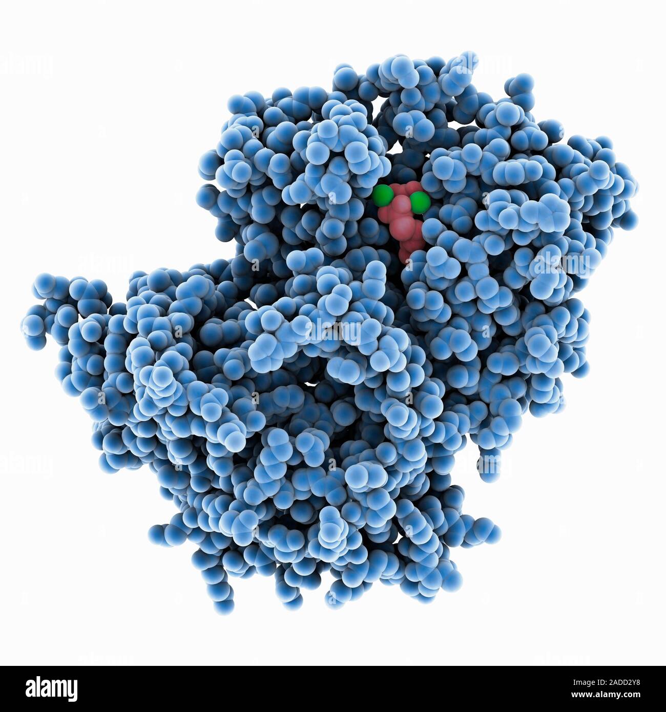Isoprene synthase. Computer model showing the structure of isoprene ...