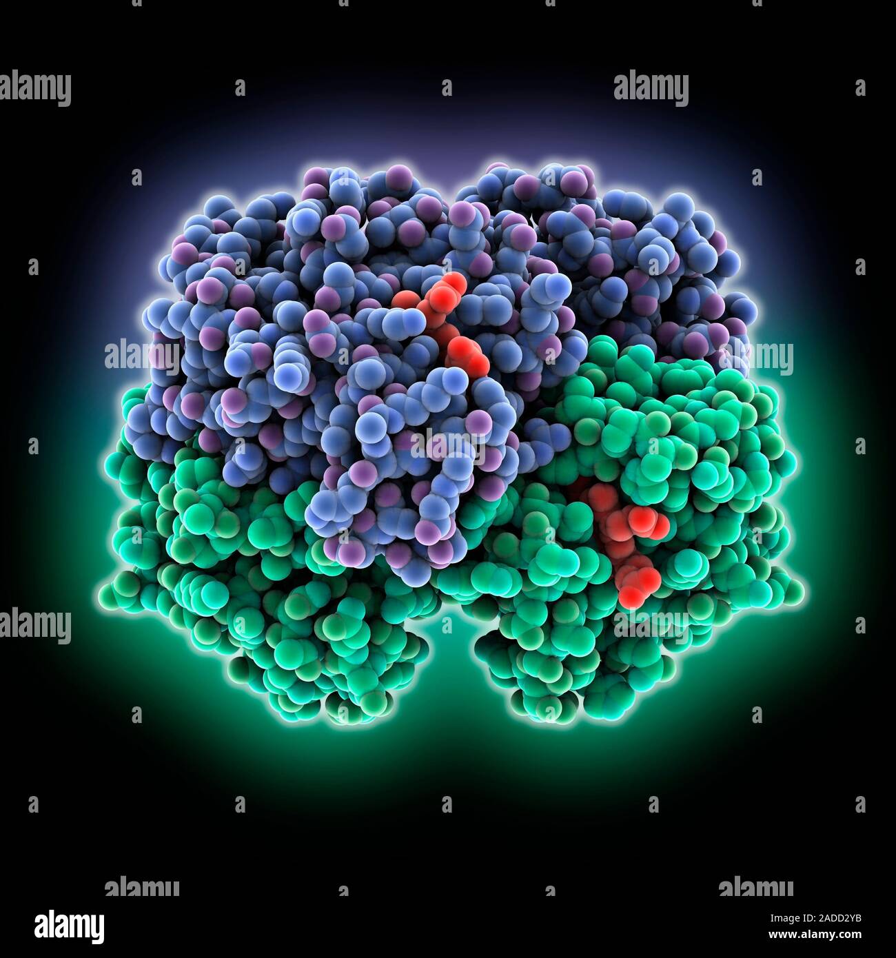 Woolly mammoth hemoglobin. Computer model of woolly mammoth hemoglobin ...