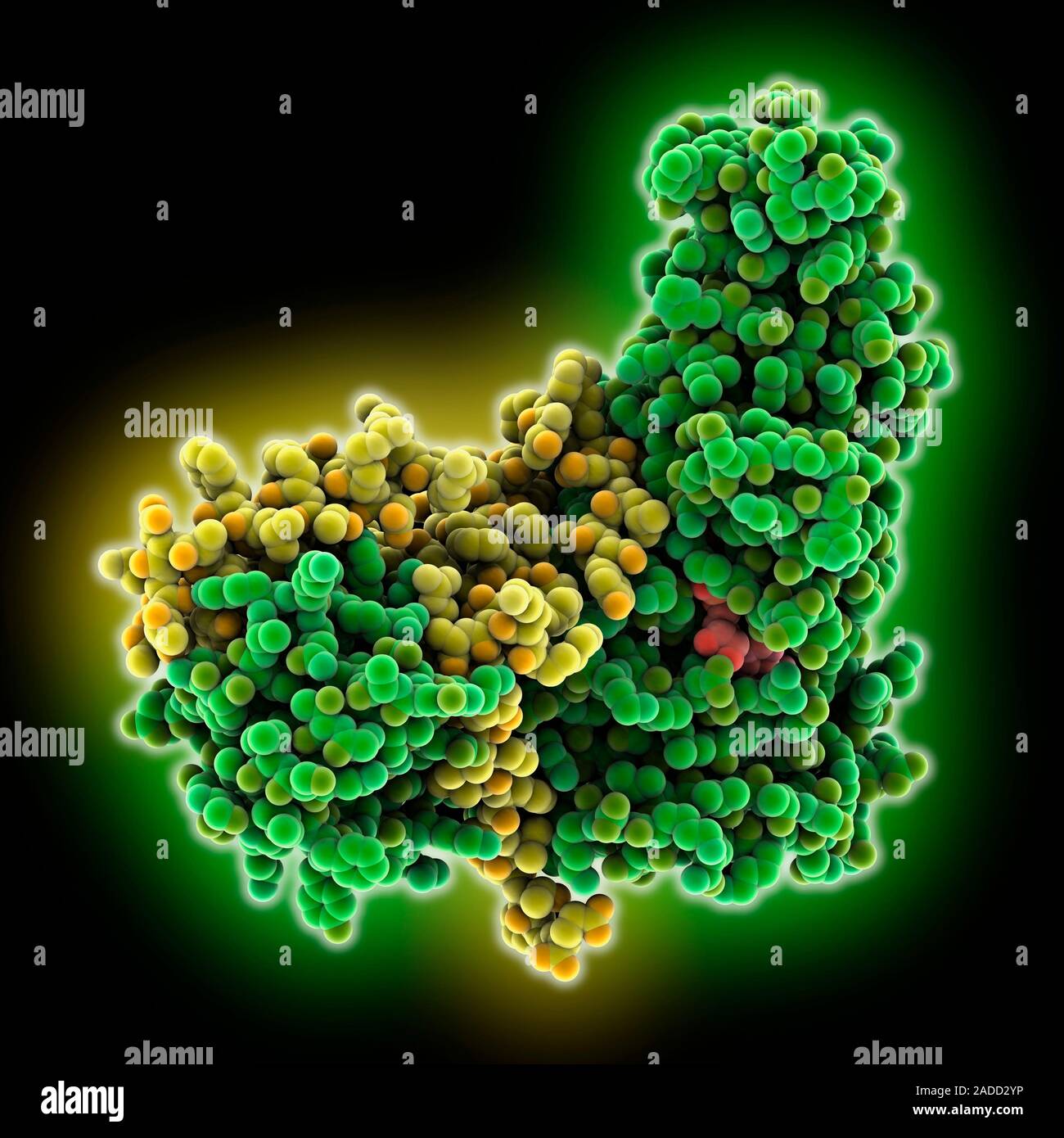 Sirtuin Sir2-Sir4 complex. Molecular model showing the structure of a ...