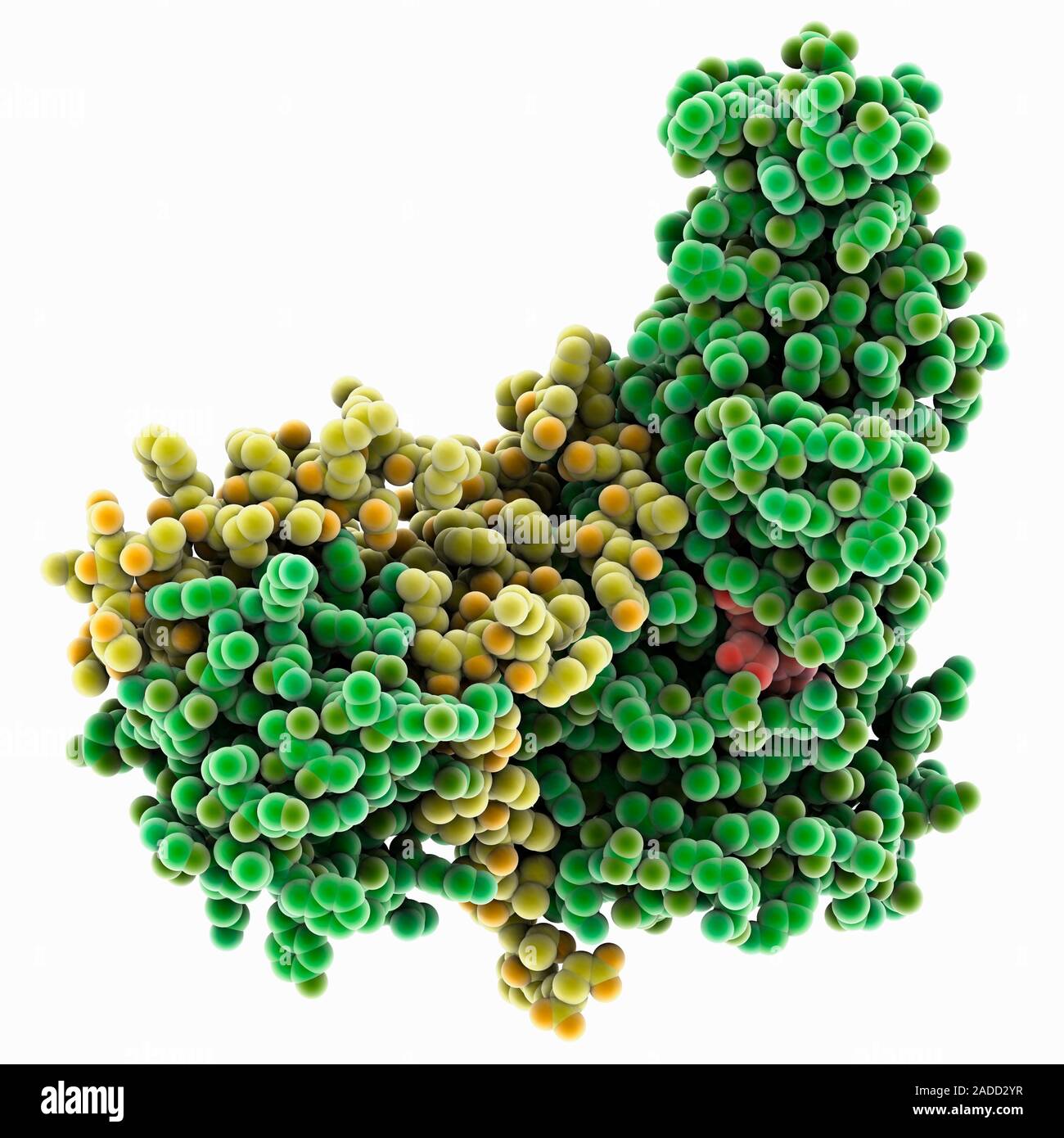 Sirtuin Sir2-Sir4 complex. Molecular model showing the structure of a ...
