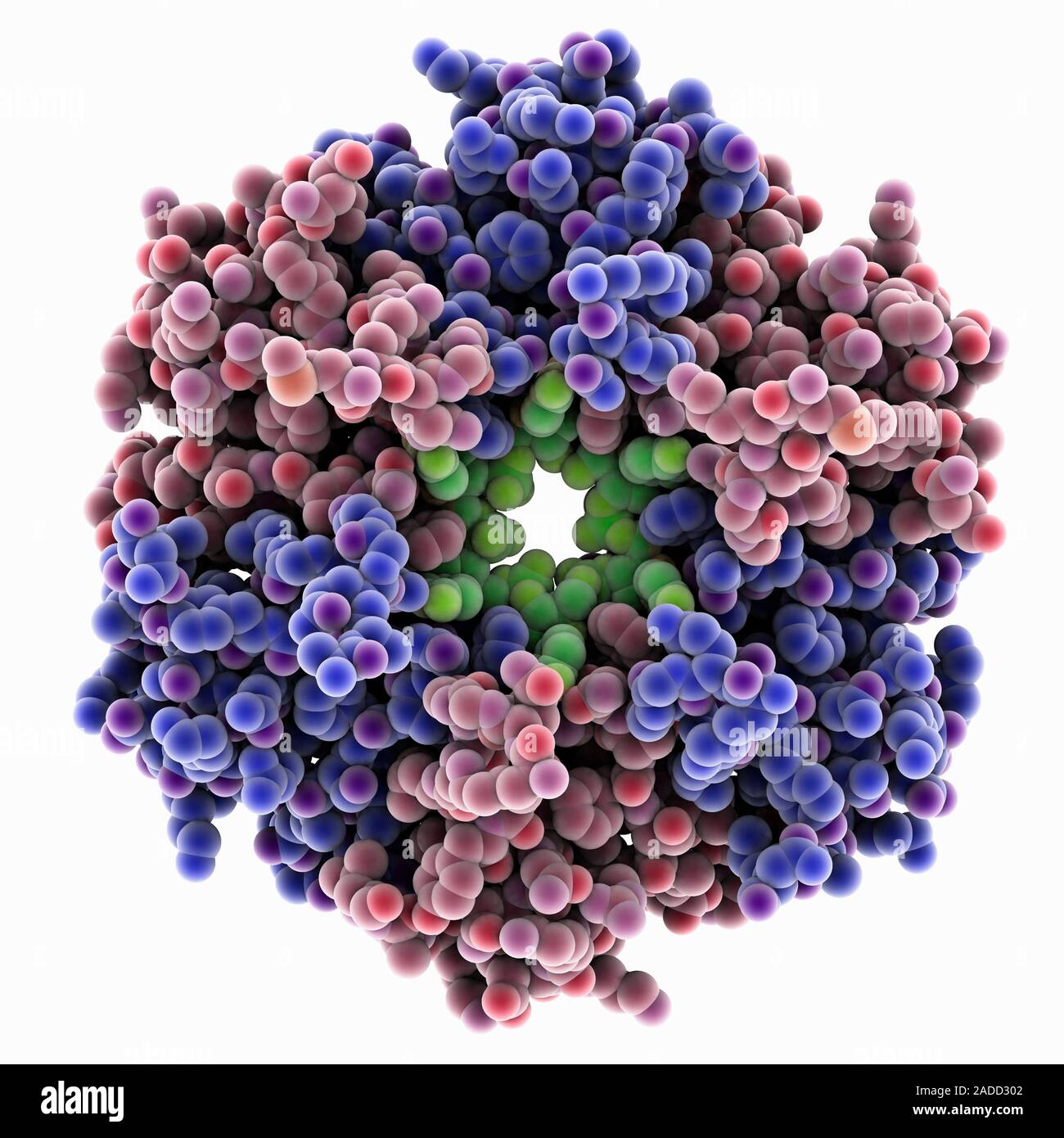 Hfq protein complexed with RNA (ribonucleic acid). Computer model ...