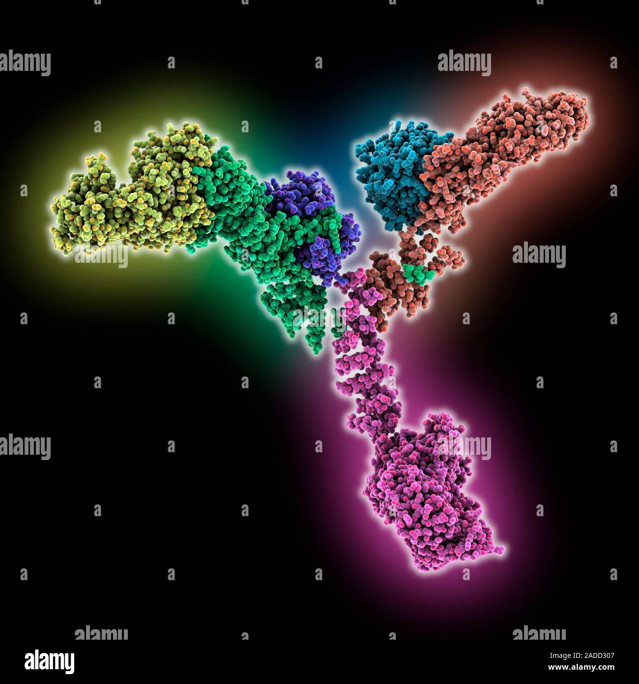 Yeast coat nucleoporin complex (CNC). Computer model showing the ...