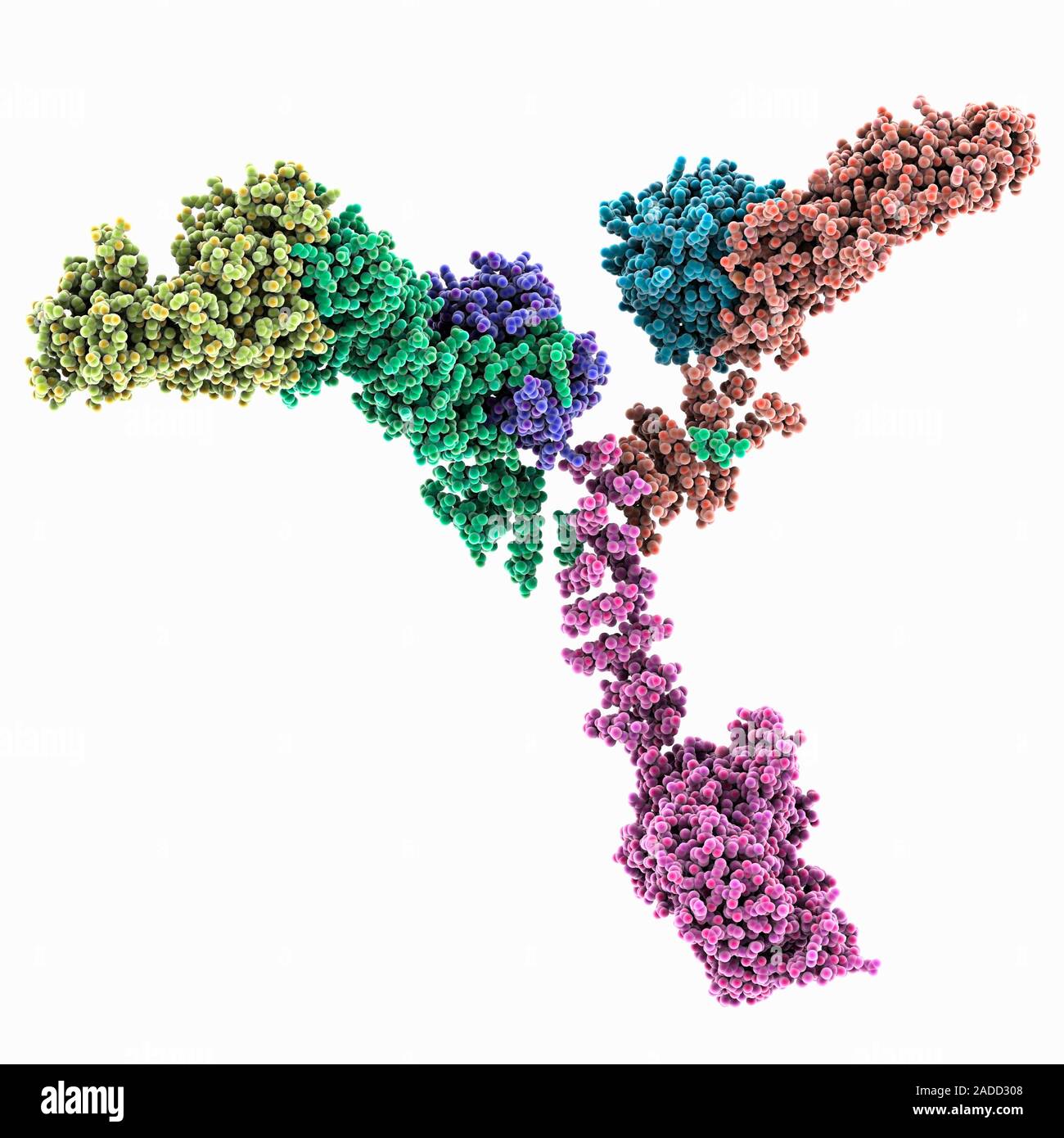 Yeast coat nucleoporin complex (CNC). Computer model showing the ...