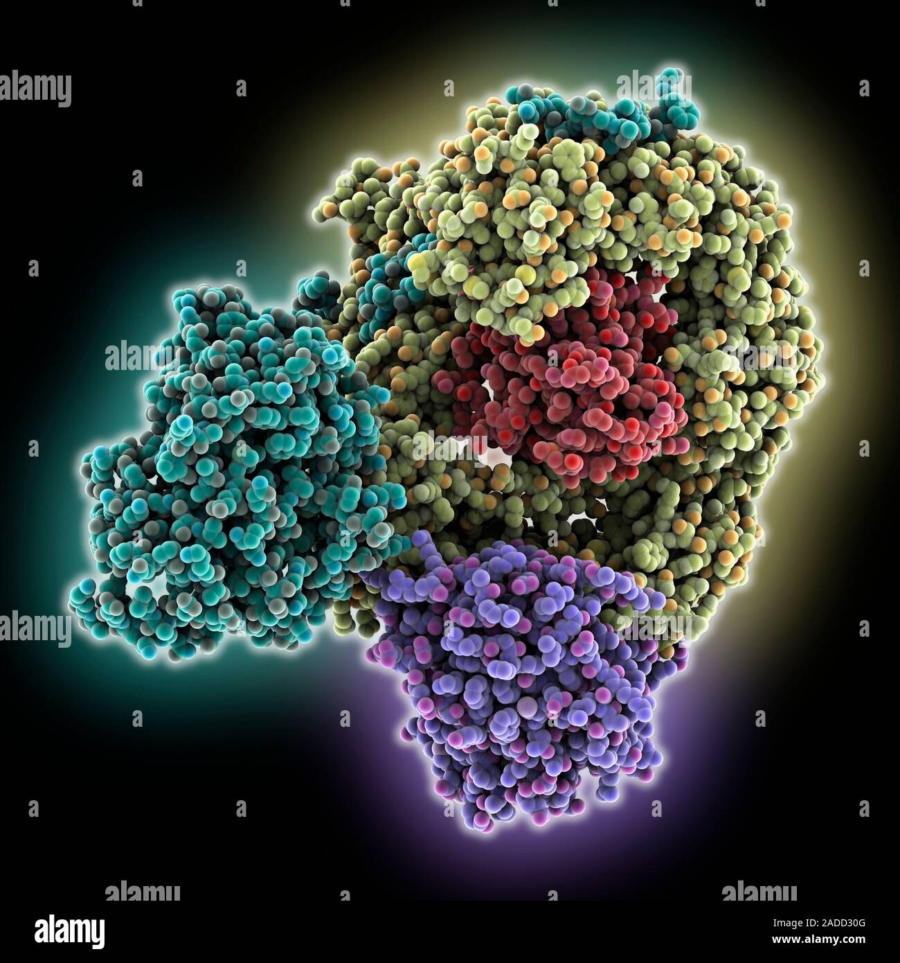 Nuclear export receptor complex. Computer model showing the structure ...