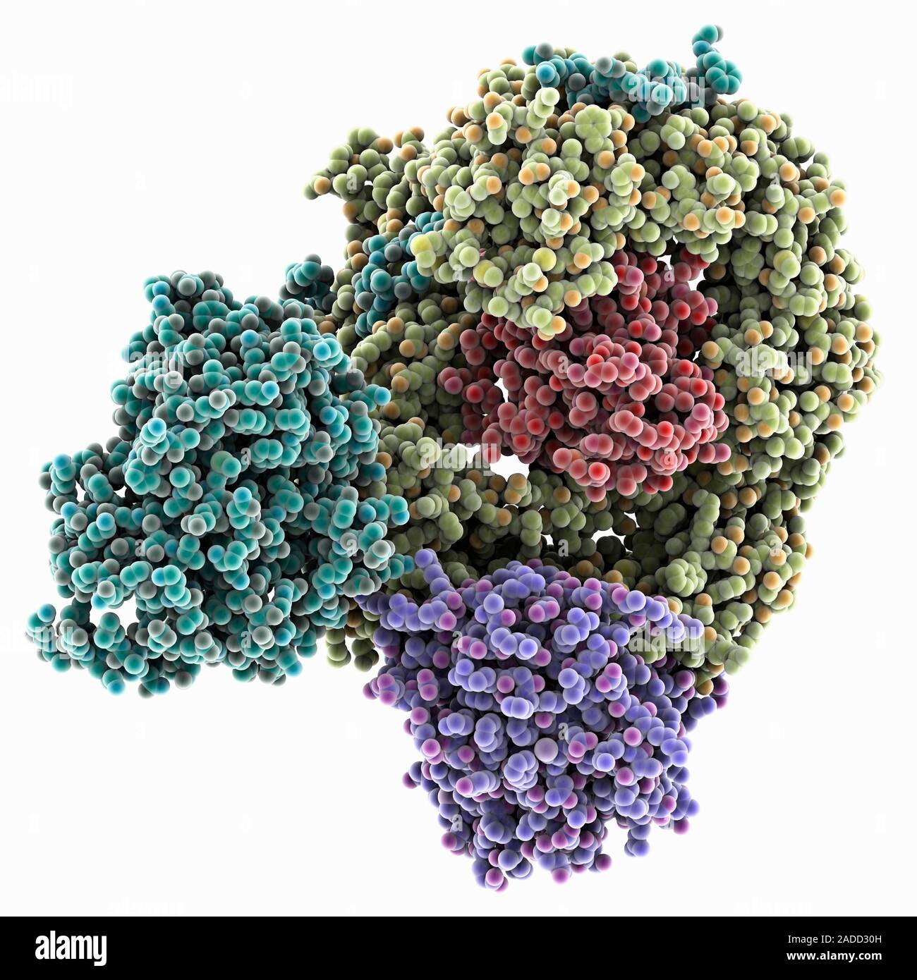 Nuclear export receptor complex. Computer model showing the structure ...