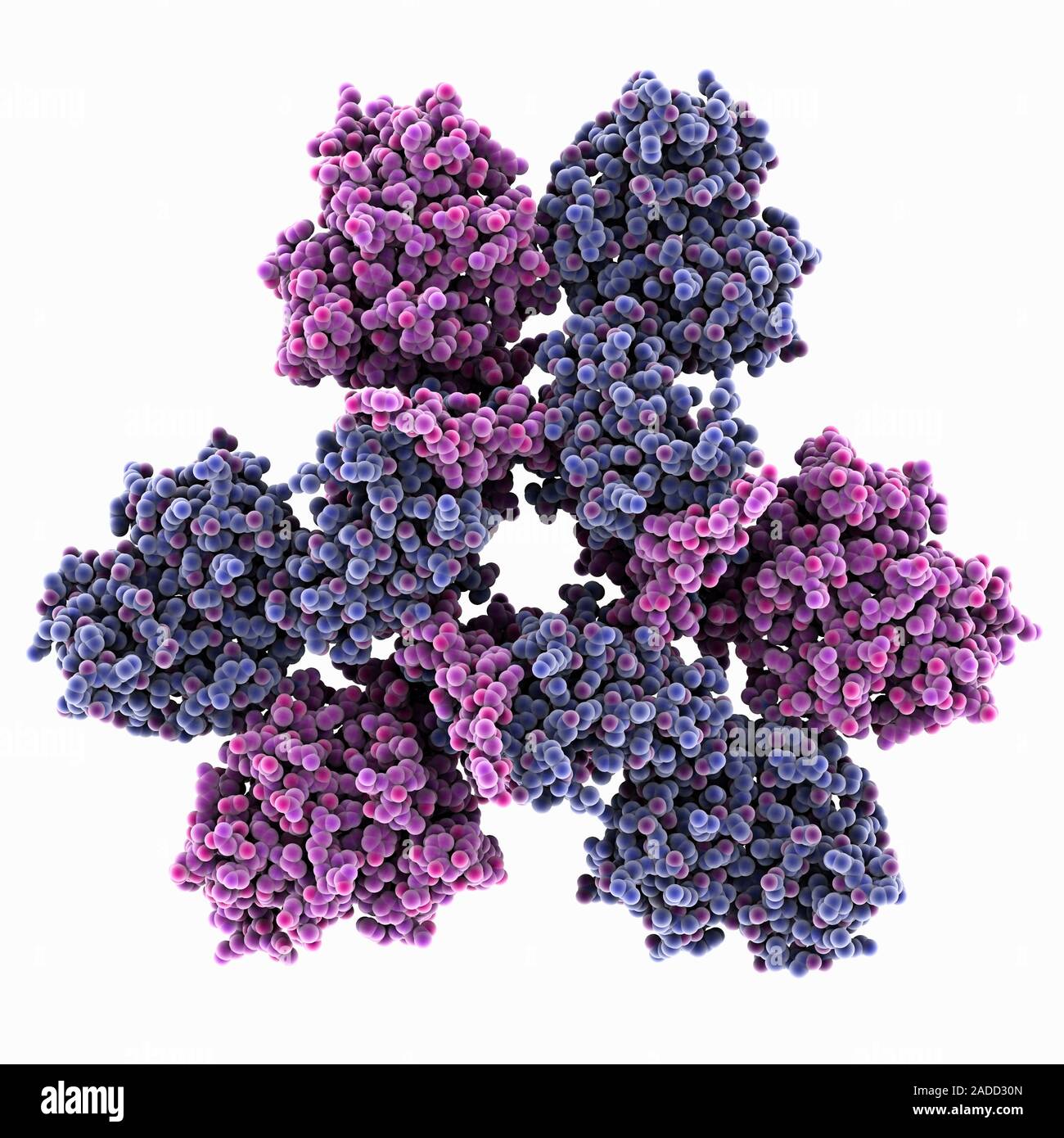 Marburg virus nucleoprotein core domain. Computer model showing the ...