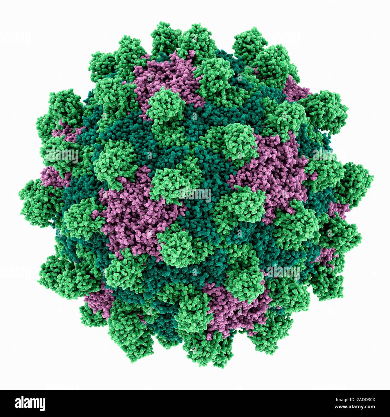 Deformed wing virus capsid. Computer model showing the structure of the ...