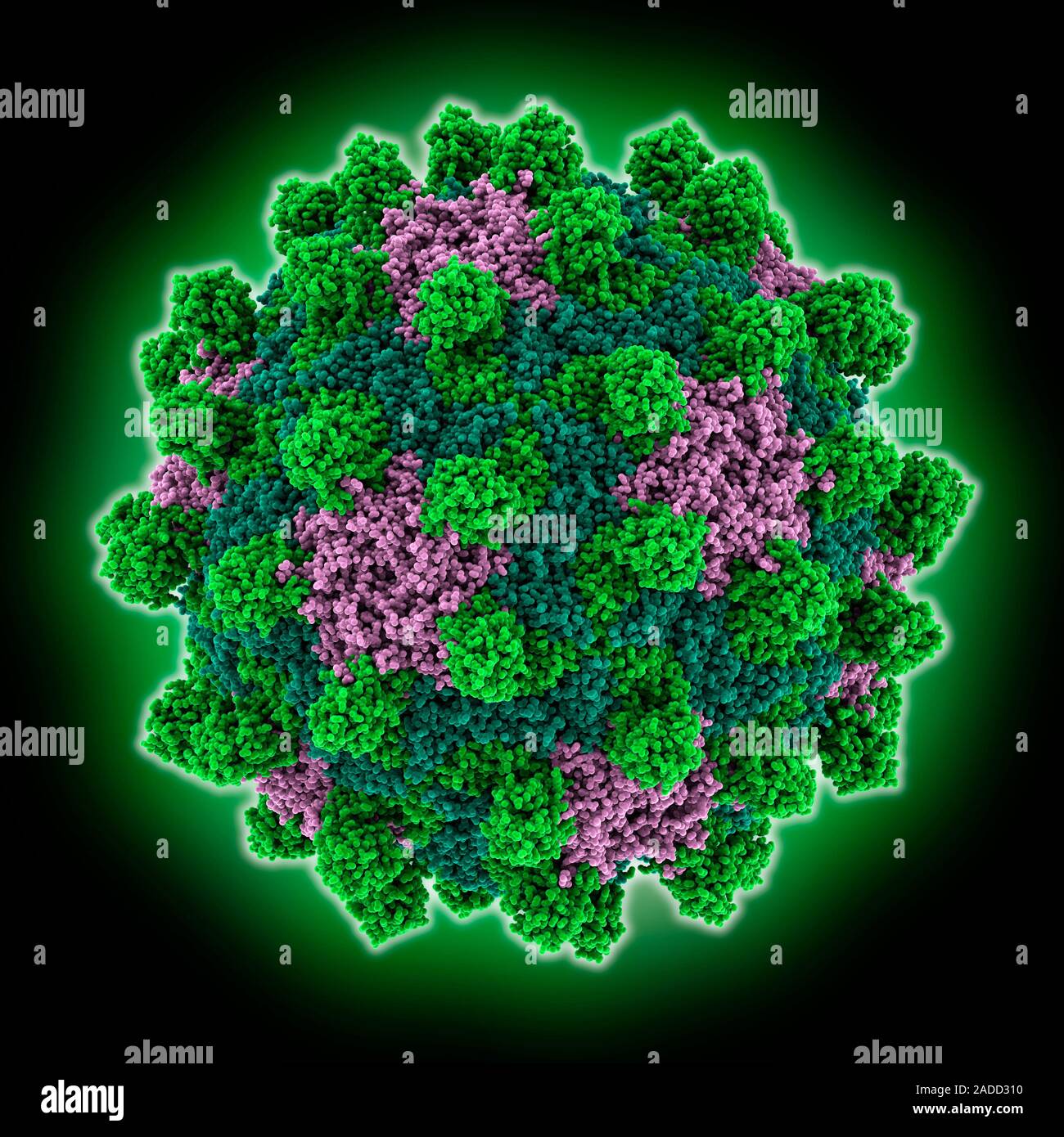 Deformed wing virus capsid. Computer model showing the structure of the ...